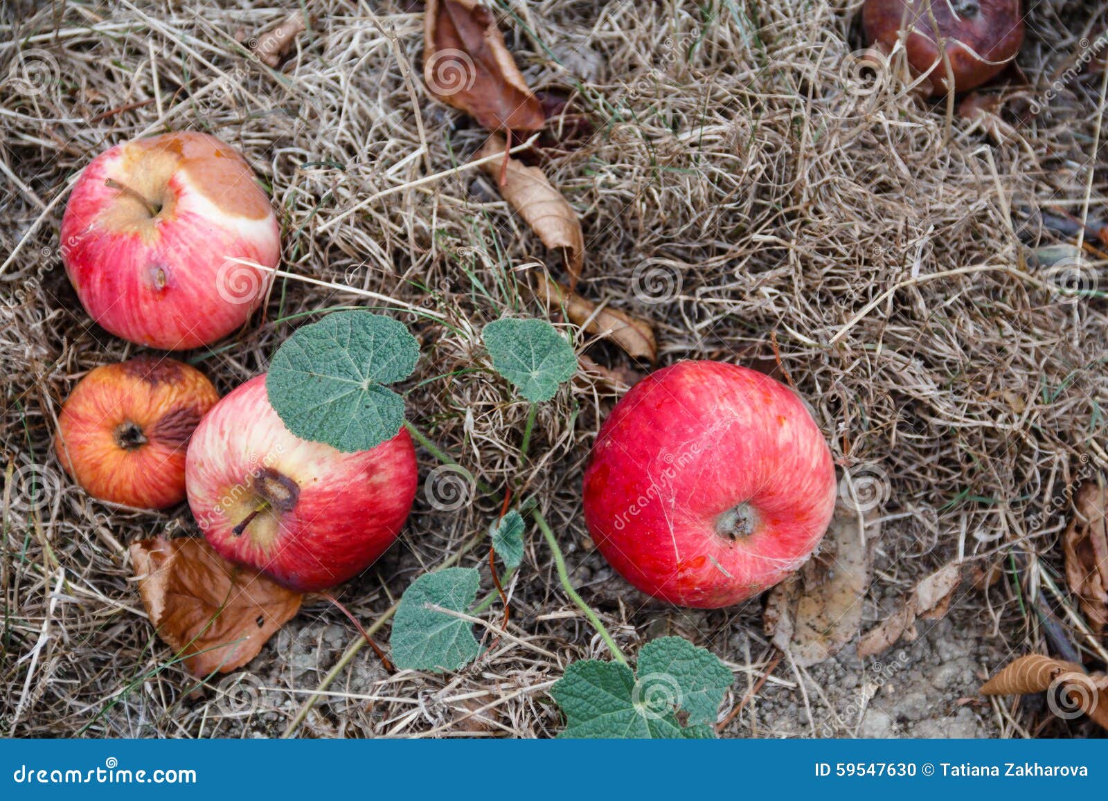 Autumn. Red Apples Fall To the Ground. Stock Photo - Image of nature ...