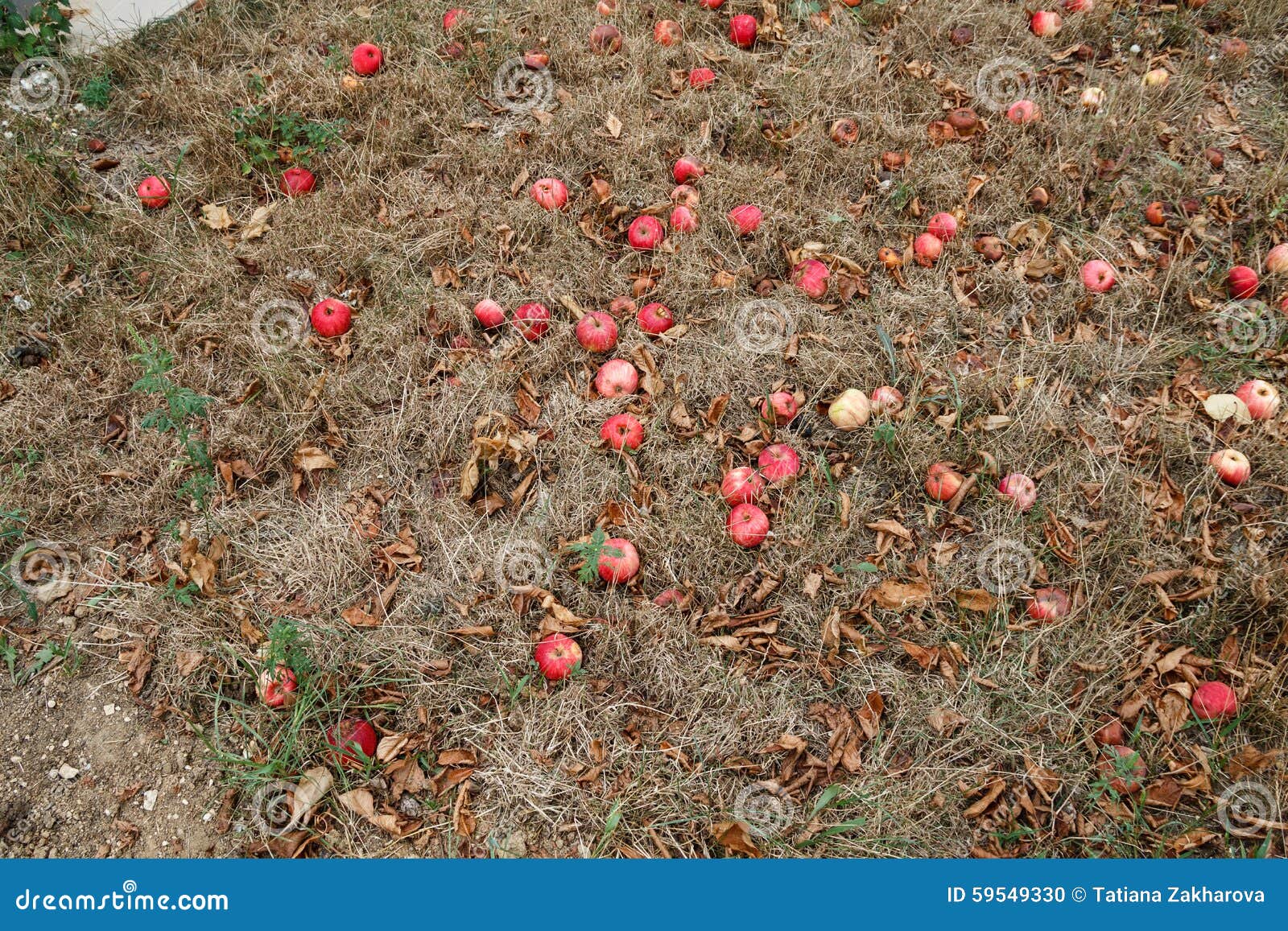 Autumn. Red Apples Fall To the Ground. Stock Photo - Image of sweet ...