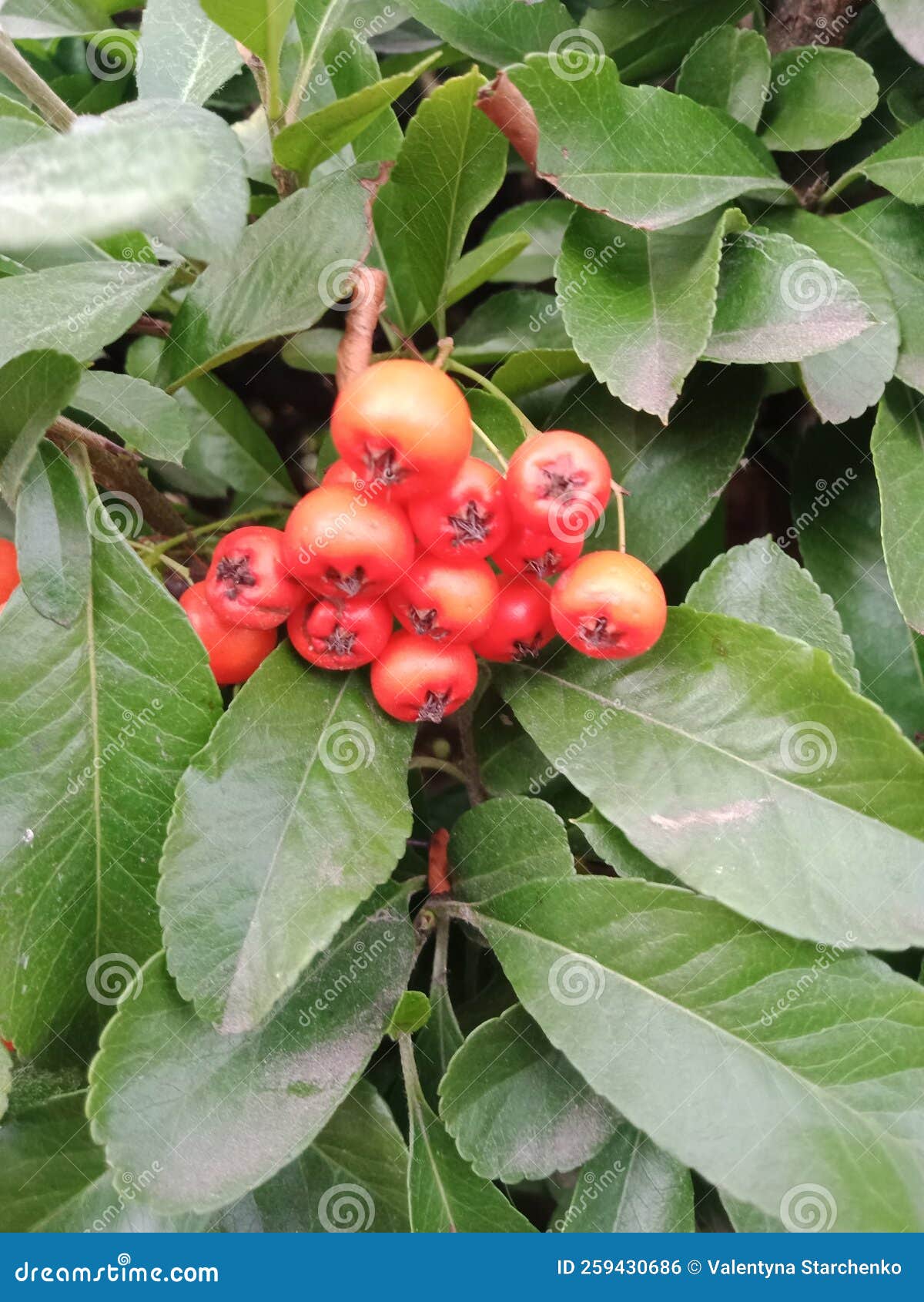 Autumn red berries stock photo. Image of autumn, flower - 259430686