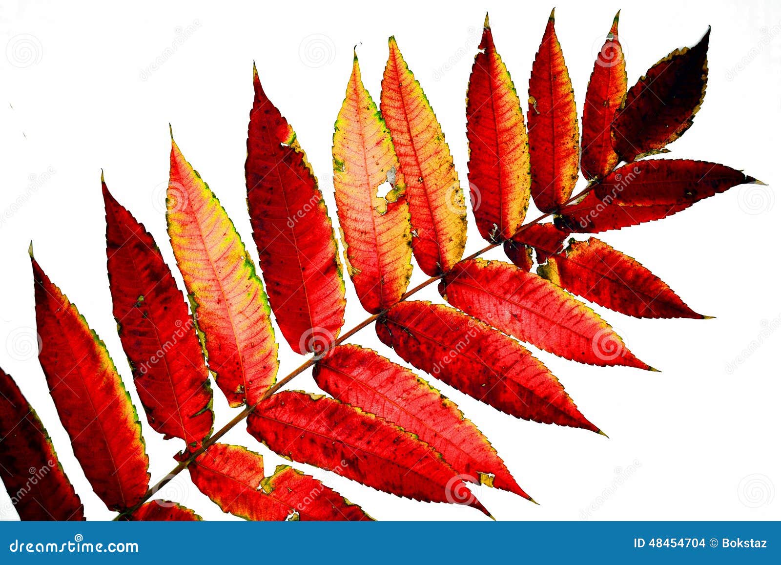 Autumn Red Big Old Leave on the White Stock Photo - Image of change ...