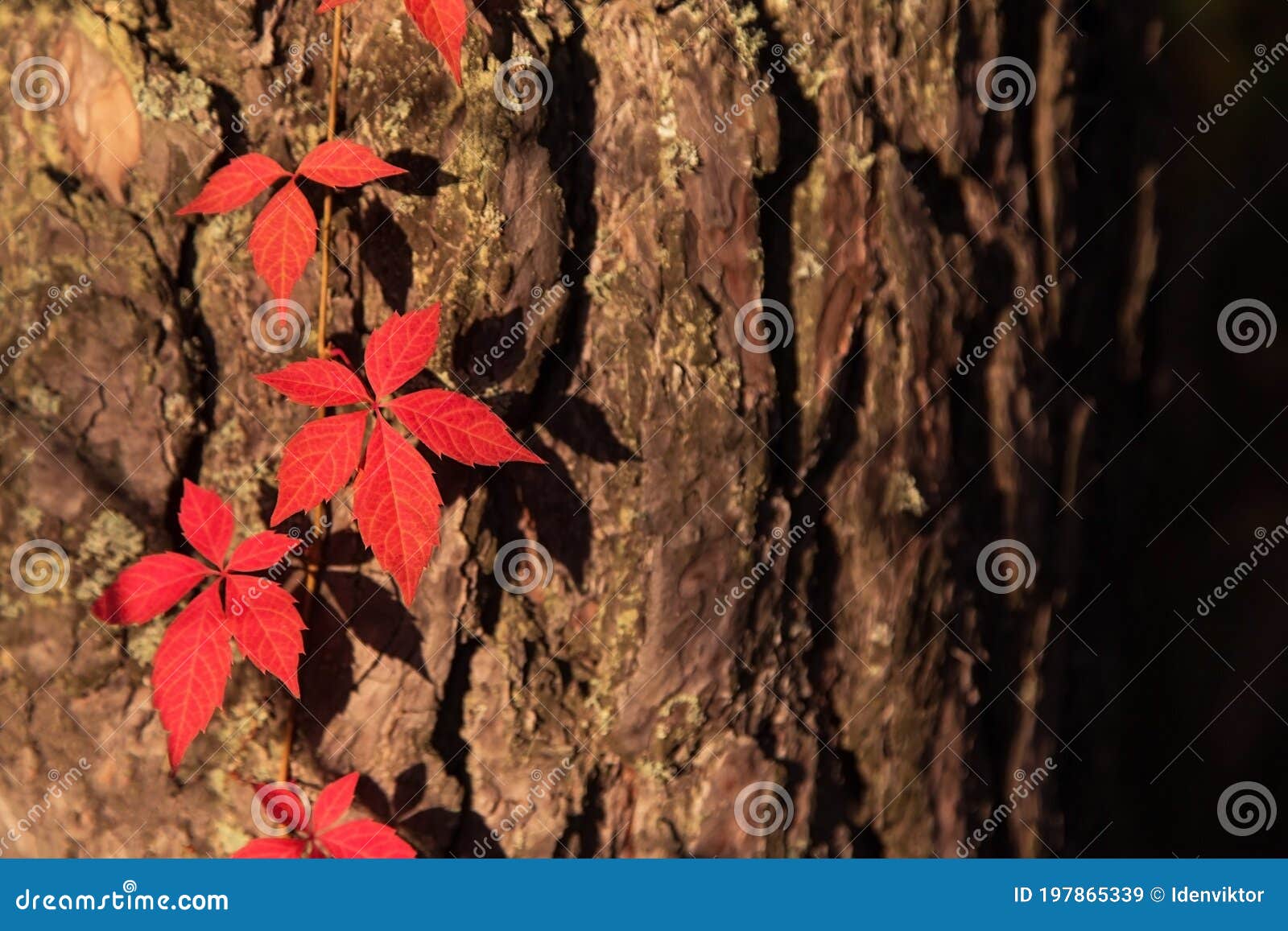Autumn Red Boston Ivy Leaves in Sunlight on Tree Close Up. Fall ...
