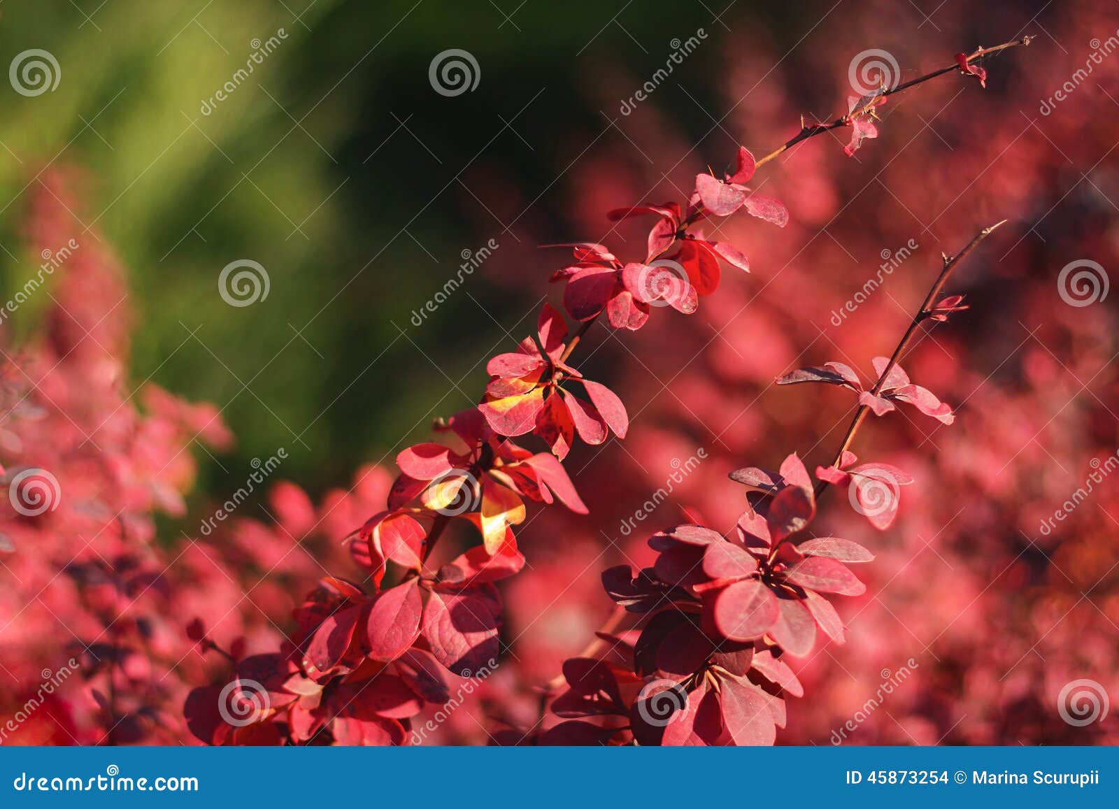 Vibrant Bush Texture. Light Green Bush Texture. Green Shrub In The ...