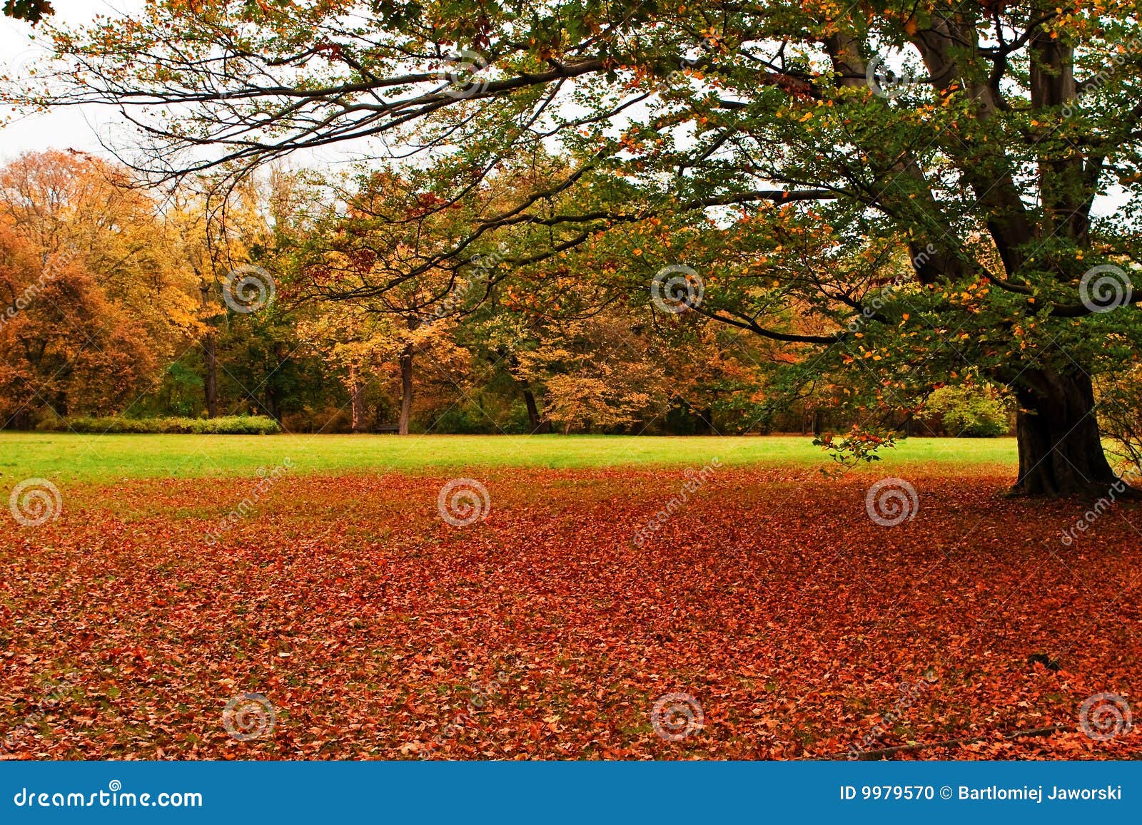Autumn, Red Carpet in the Park. Stock Photo - Image of scene, grass ...