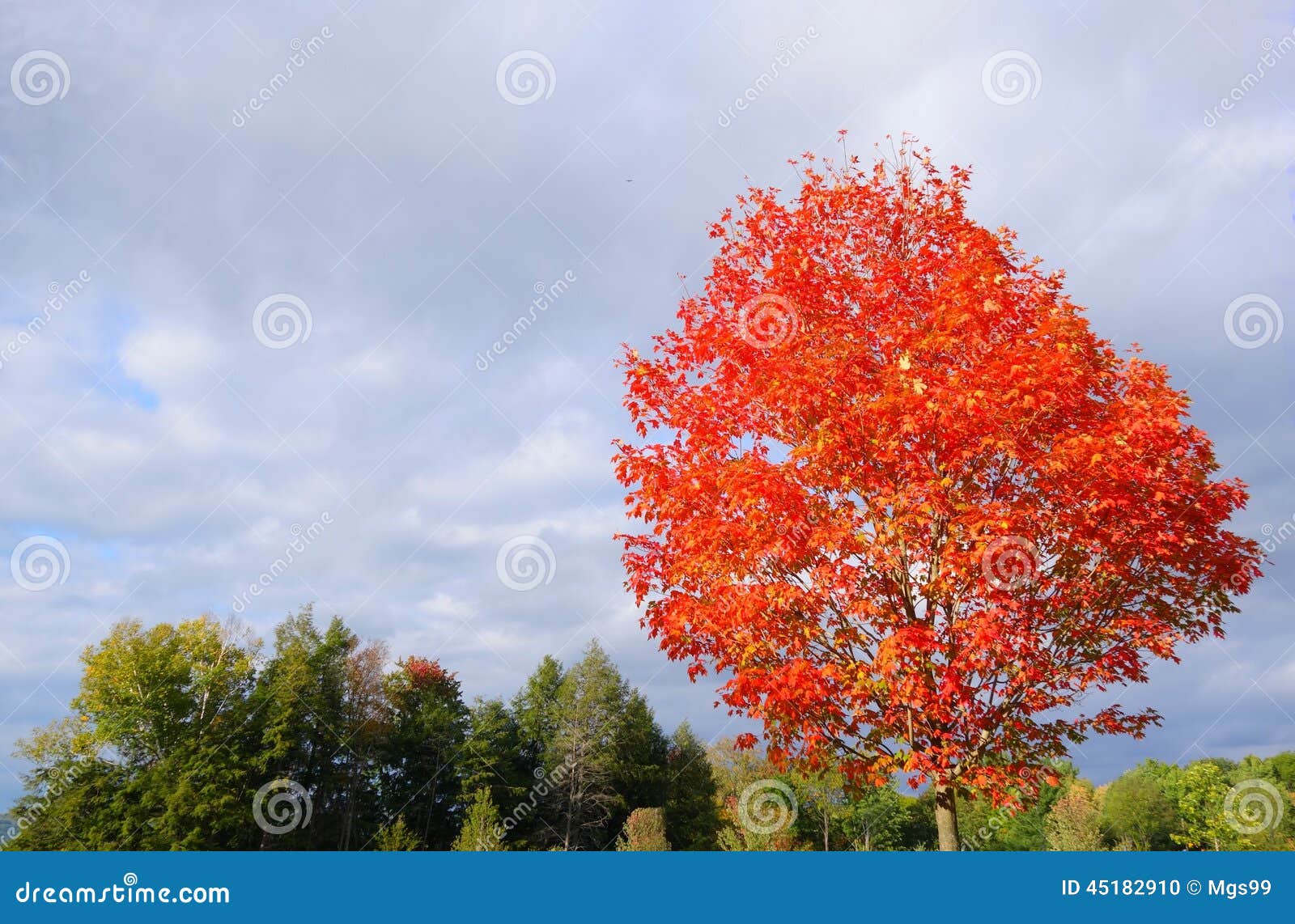 Autumn red stock photo. Image of plant, light, countryside - 45182910