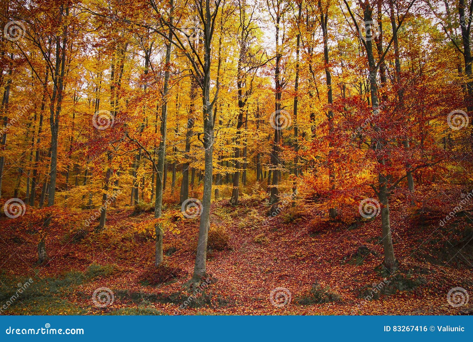 Autumn red colors stock photo. Image of background, leaves - 83267416