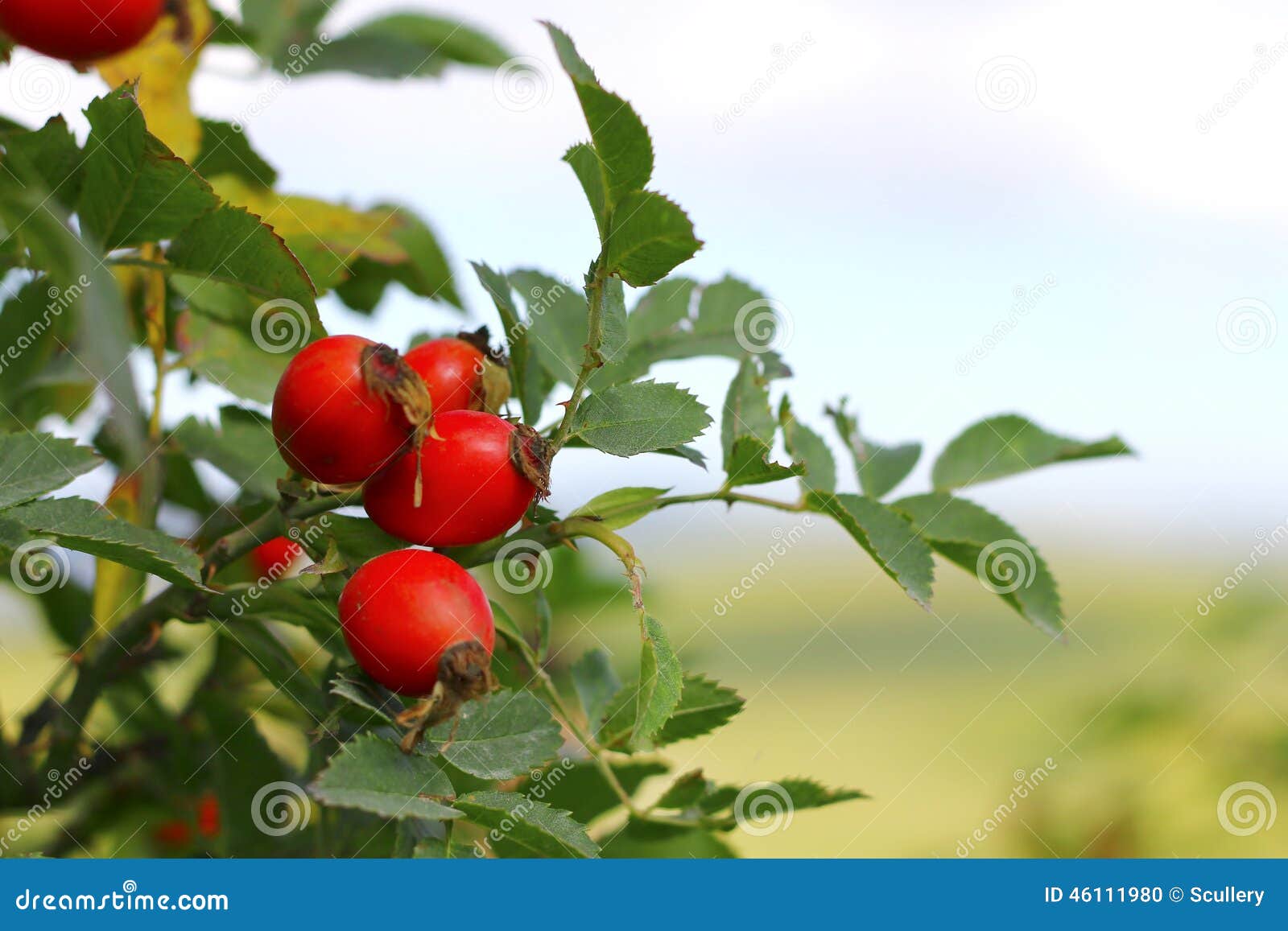 Autumn Red Dog Rose Tree Growing Stock Photo - Image of health, fruit ...