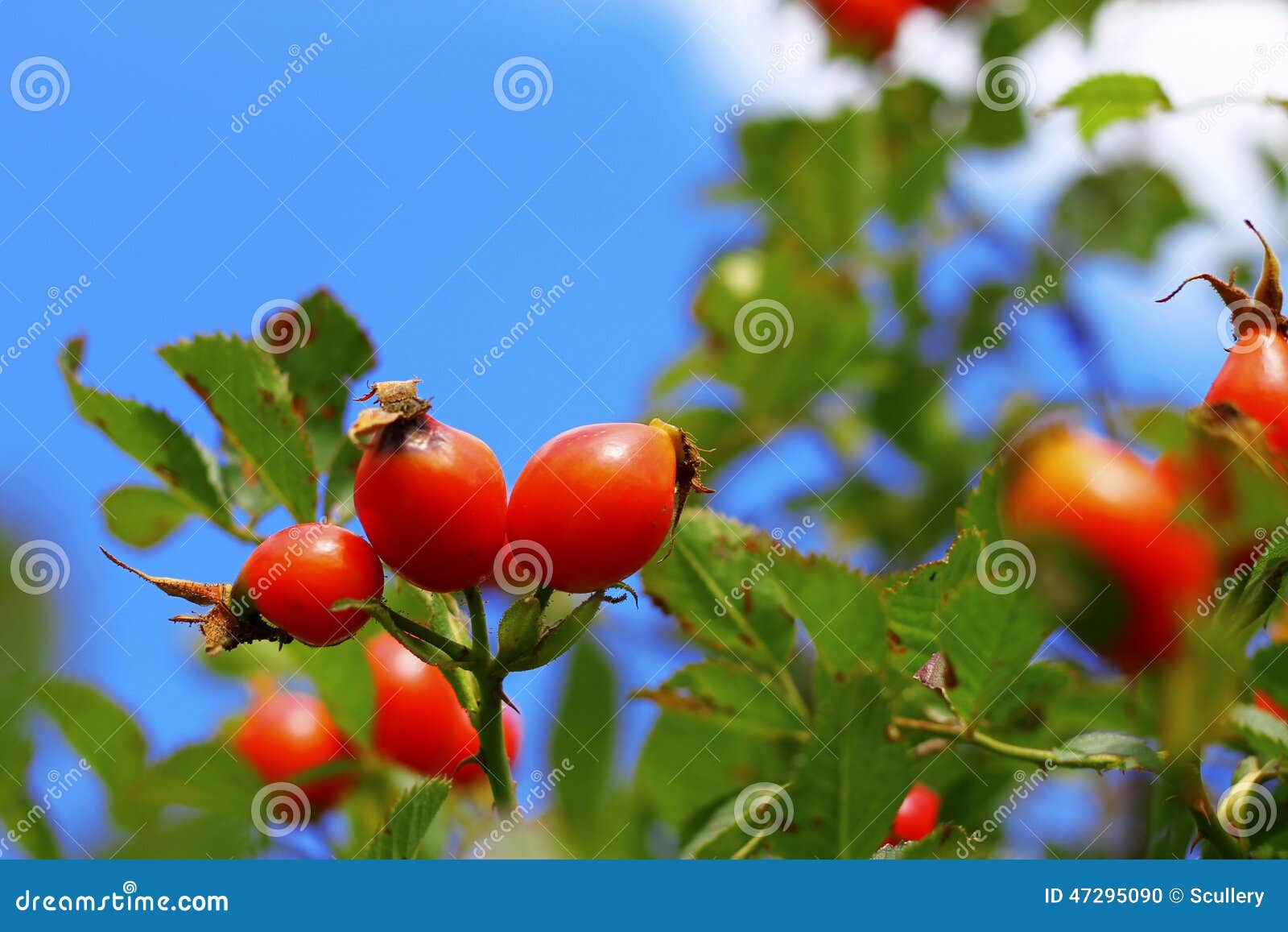 Autumn Red Dog Rose Tree Growing Stock Photo - Image of growth, nature ...