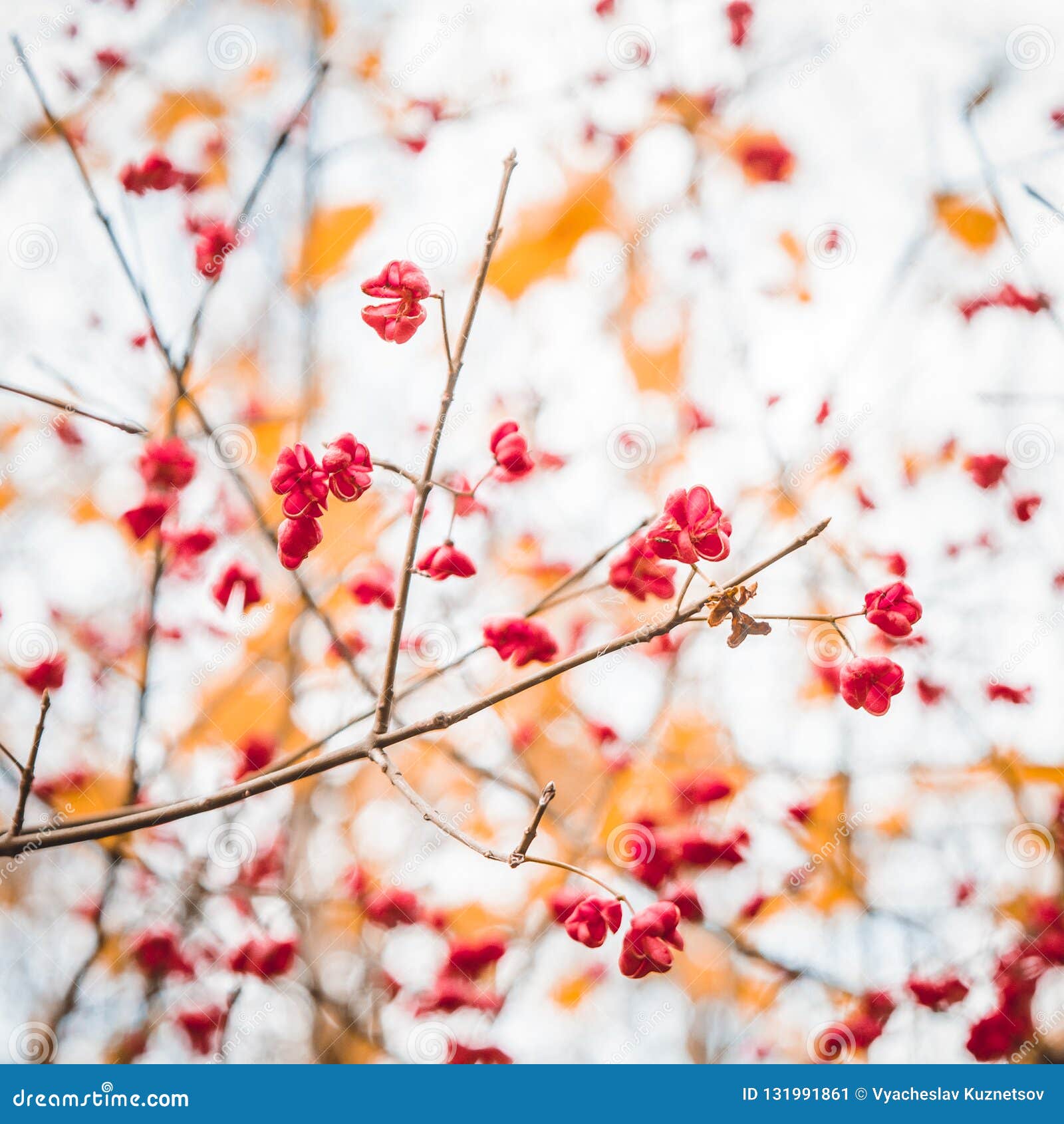 Autumn Red Flowers on a Tree Stock Image - Image of tree, fall: 131991861