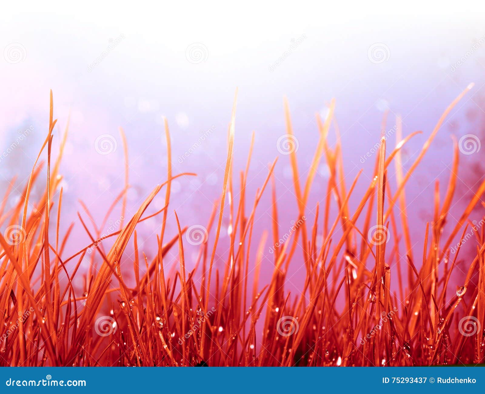 Autumn Red Grass with Water Drops. Stock Image - Image of drop, soft ...