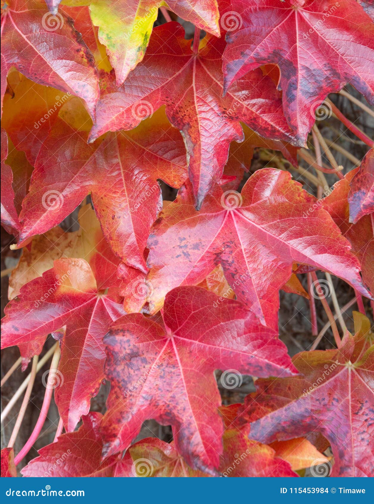 Autumn Red Ivy Leaves stock photo. Image of plant, veins - 115453984