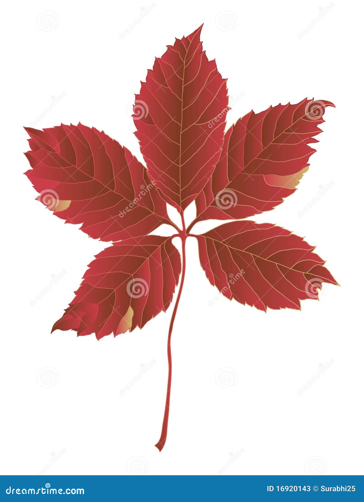 Autumn red leaf stock vector. Illustration of isolated - 16920143