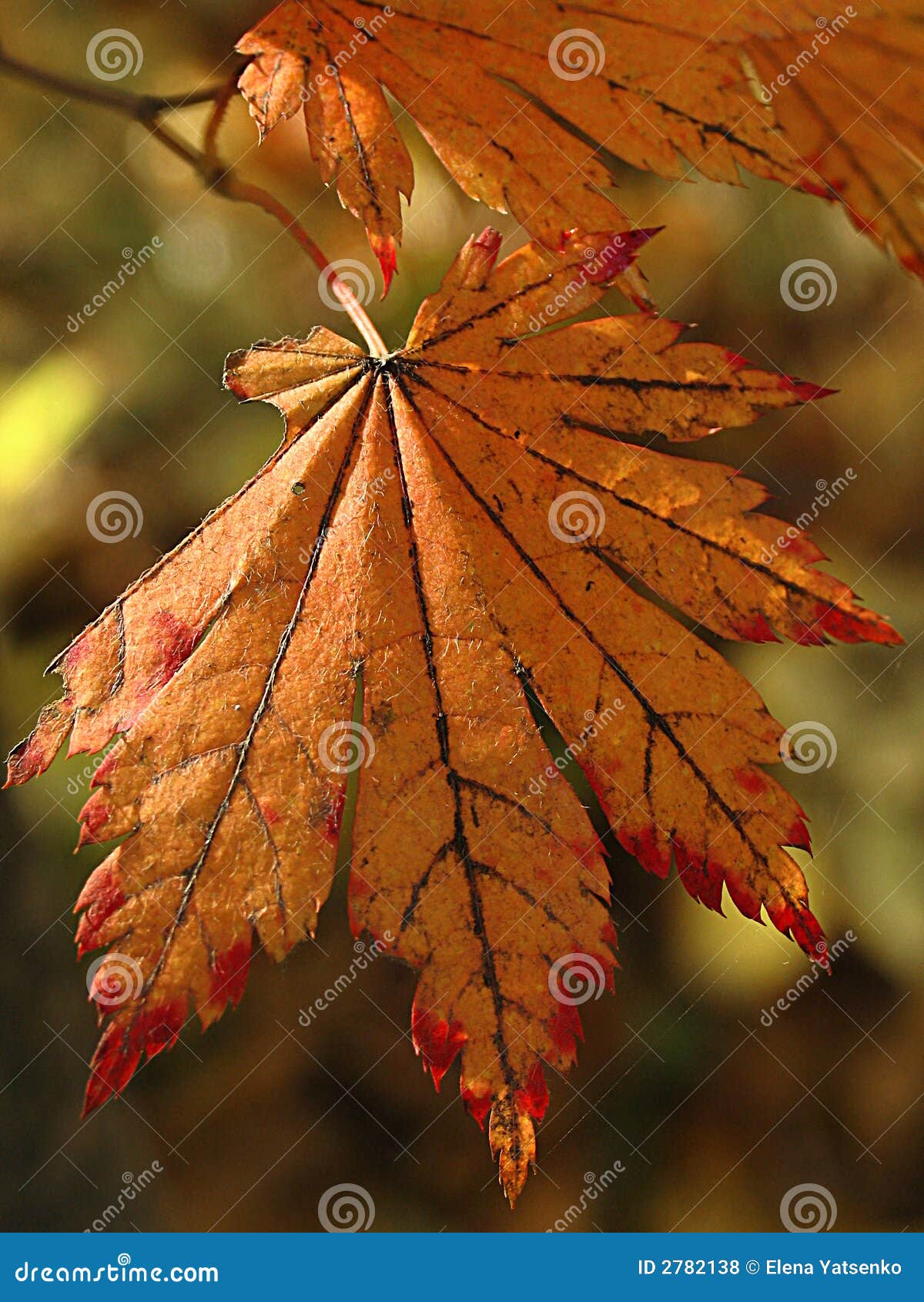 Autumn red leaf stock photo. Image of collection, closeup - 2782138