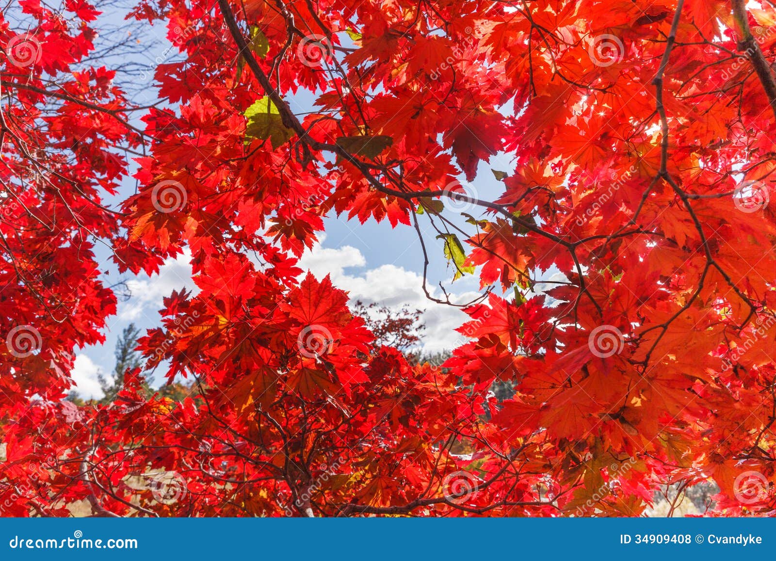 Autumn Red Leaf Background foto de stock. Imagem de céu - 34909408