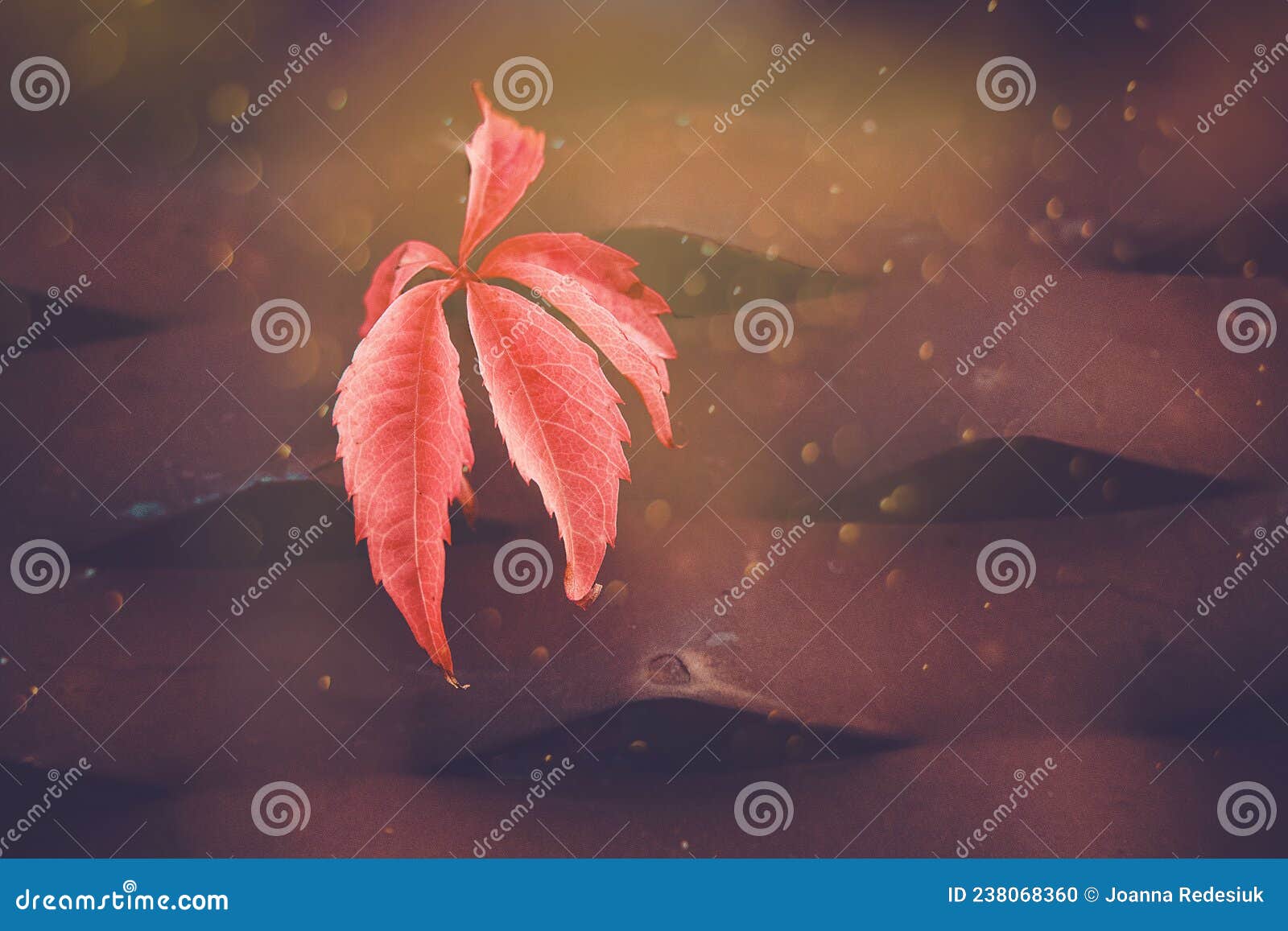 Autumn Red Leaf on Brown Interesting Background in Sunshine Stock Photo ...