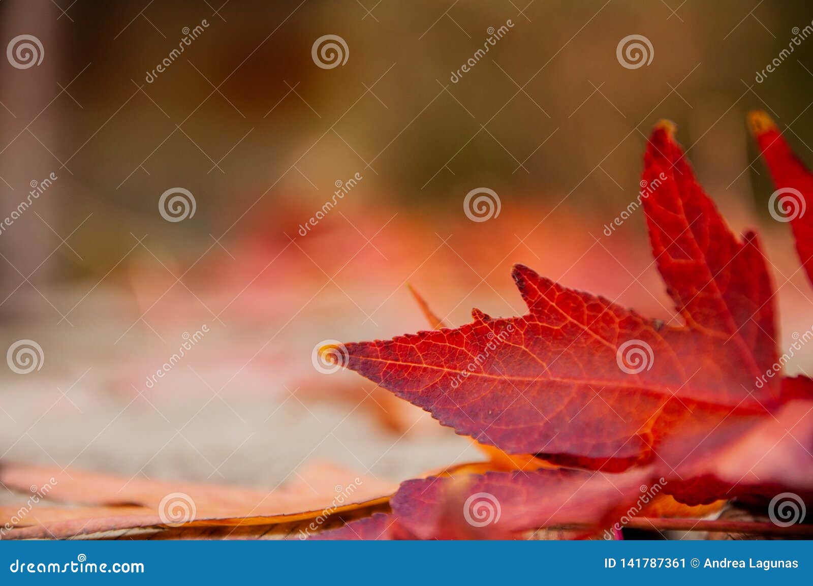 Autumn Red Leaf Close-up in a Park Stock Image - Image of color ...