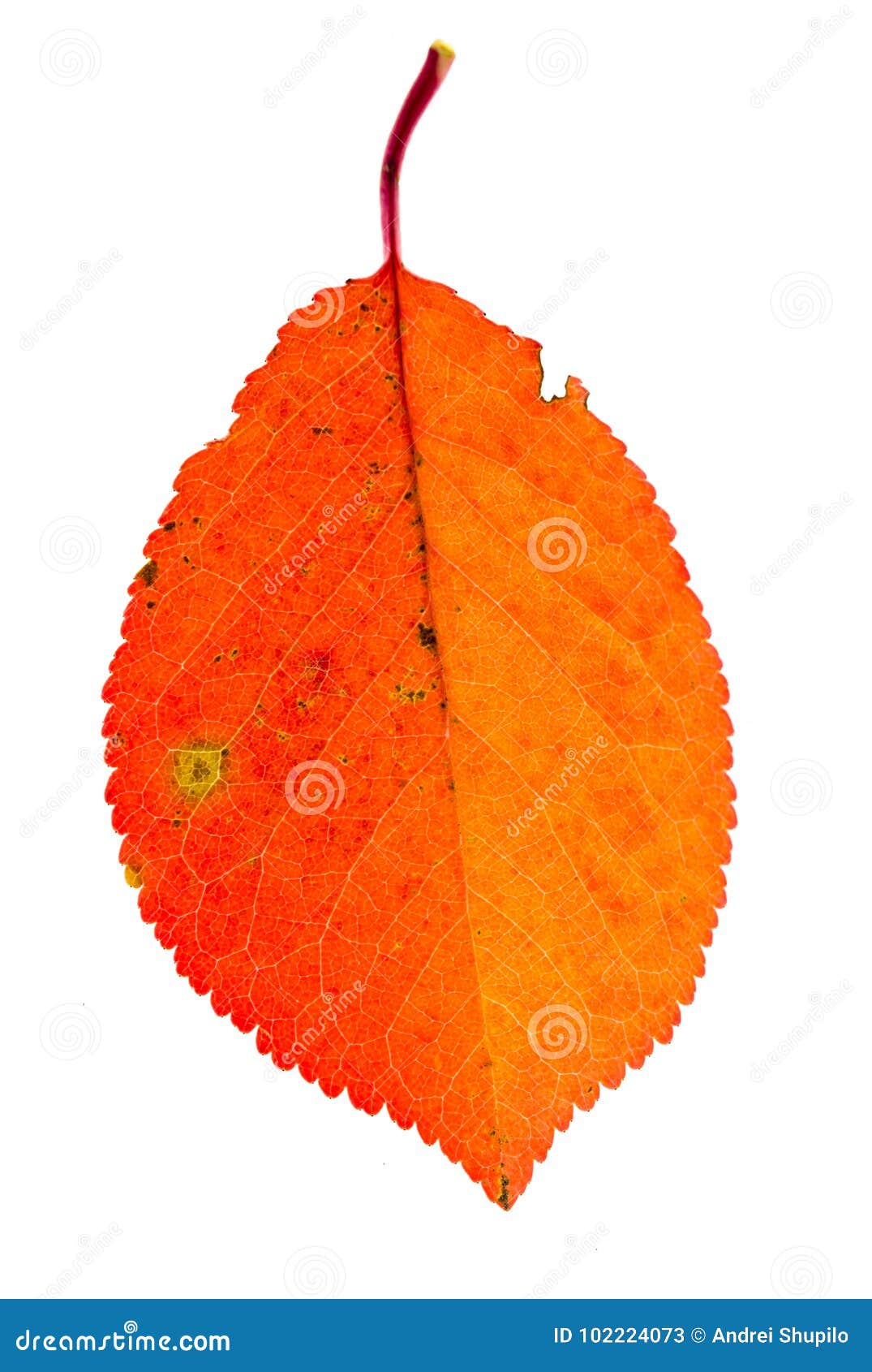 Autumn Red Leaf Isolated on White Background Stock Image - Image of ...