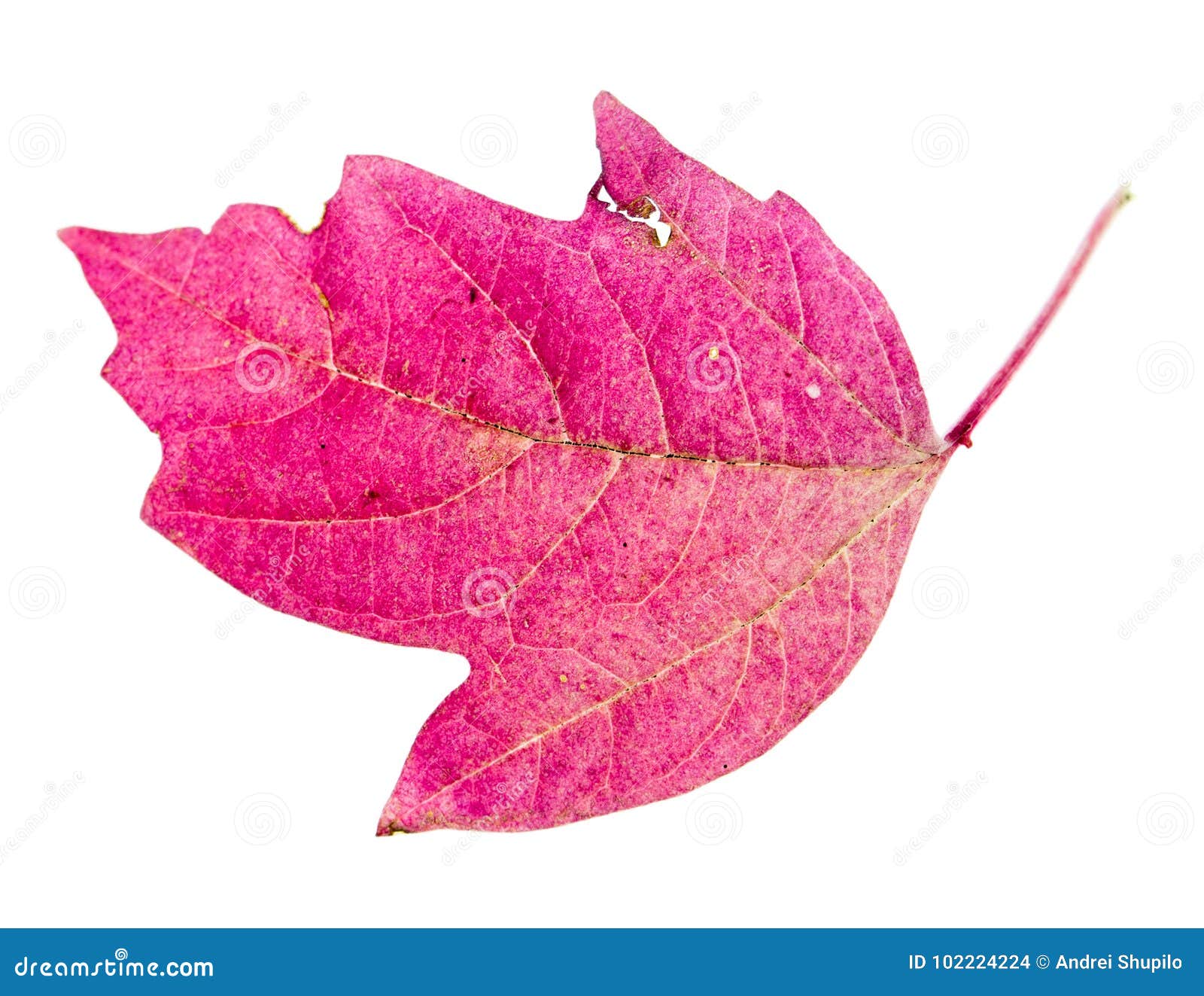 Autumn Red Leaf Isolated on White Background Stock Photo - Image of ...