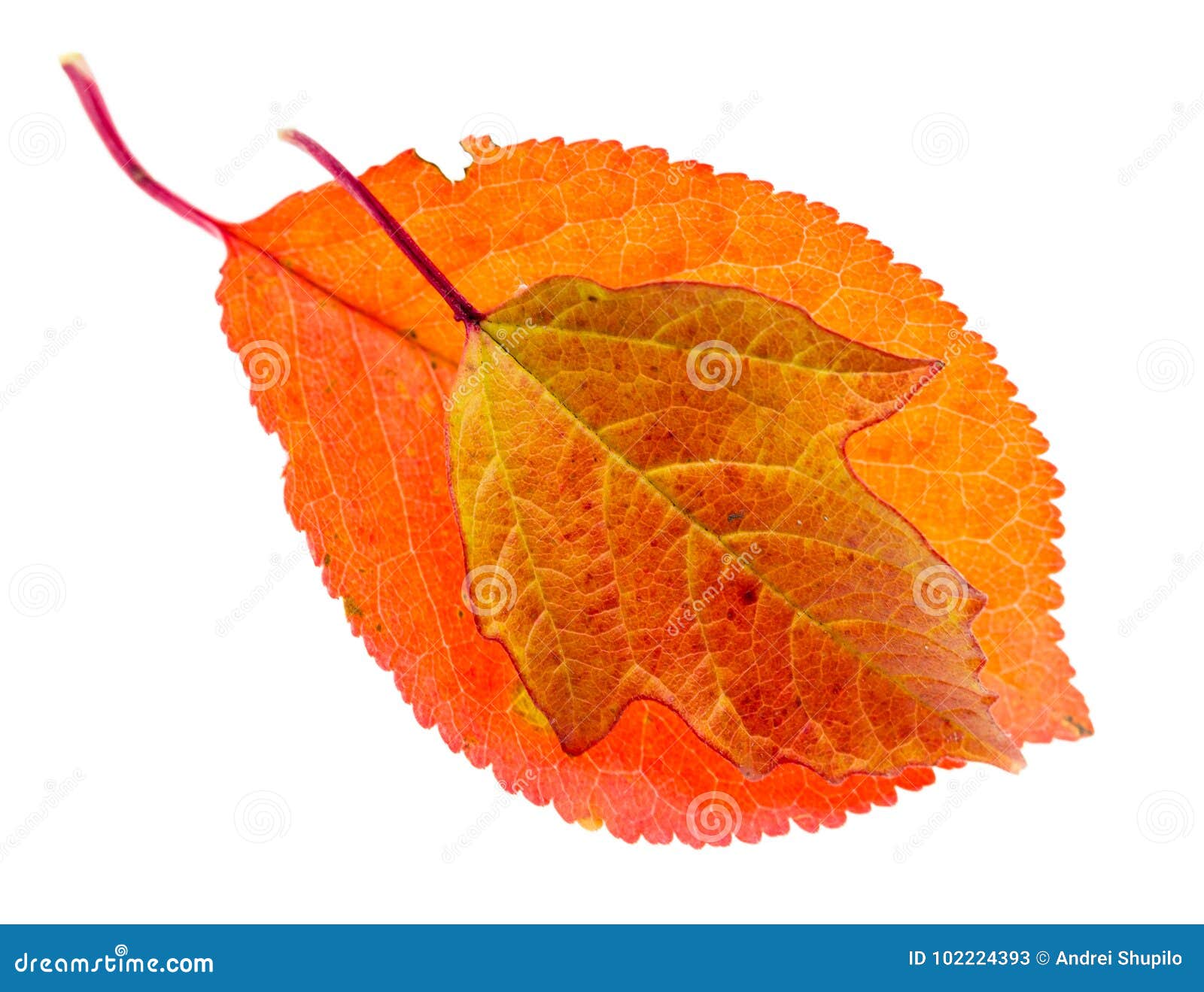 Autumn Red Leaf Isolated on White Background Stock Image - Image of ...