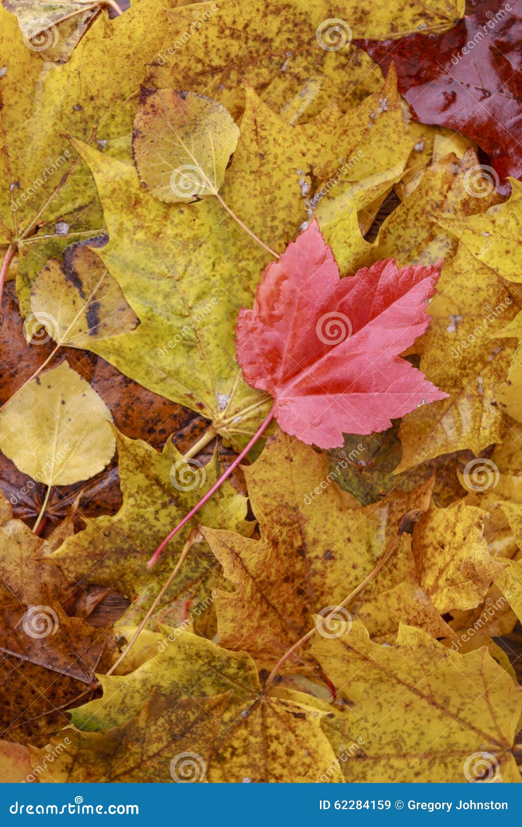 Autumn Red Leaf on Stack of Yellow Leaves. Stock Image - Image of flora ...