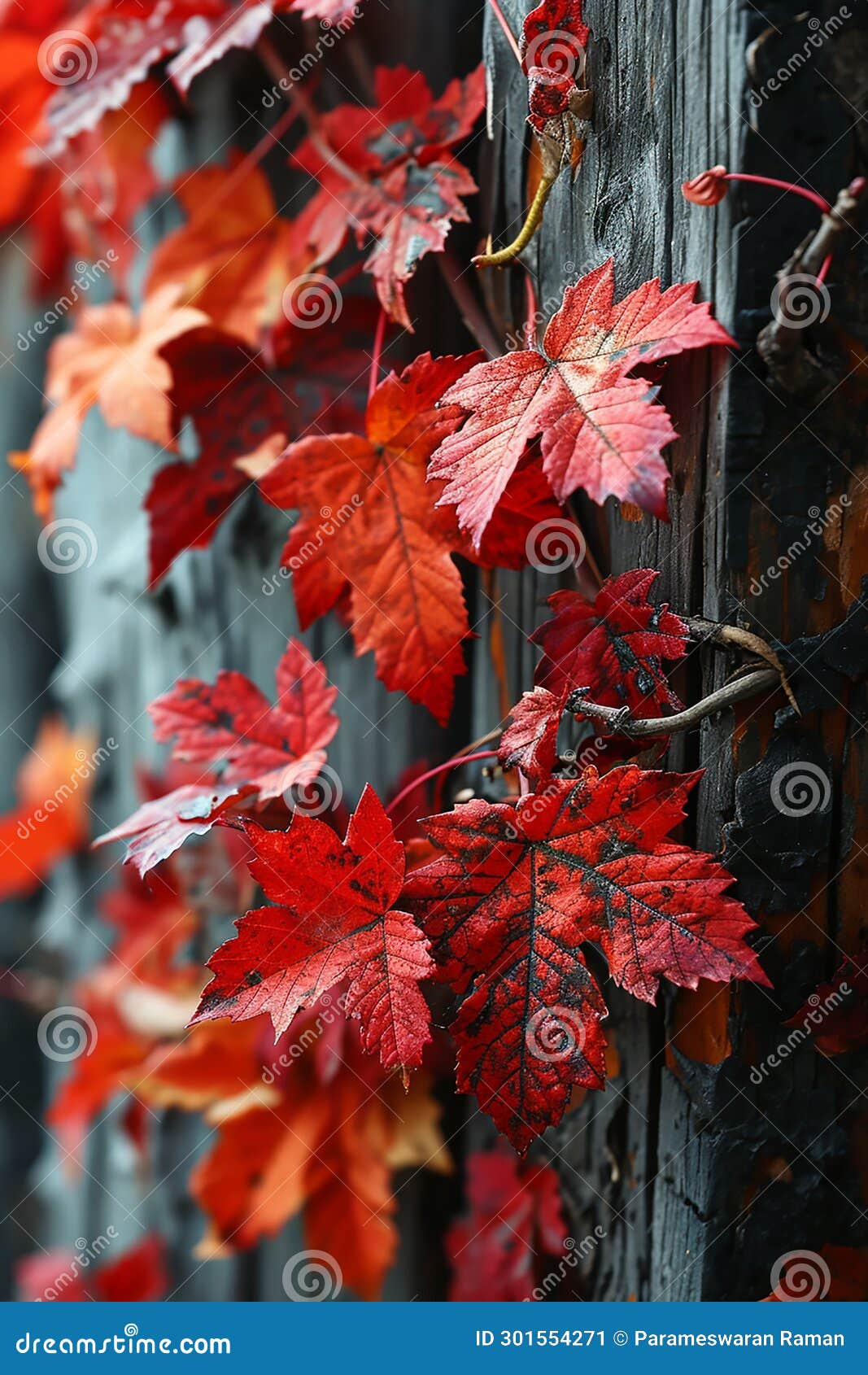 Autumn Red Leaves Background Stock Illustration - Illustration of ...
