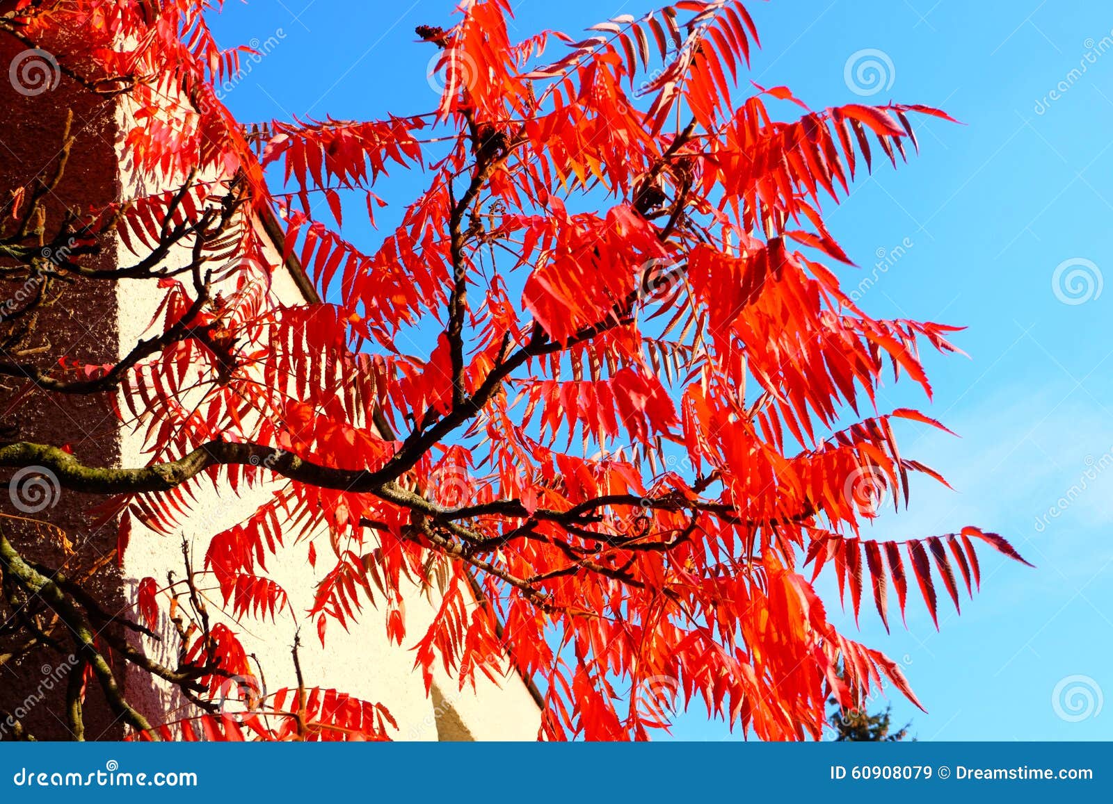 Autumn red leaves stock image. Image of leafness, november - 60908079