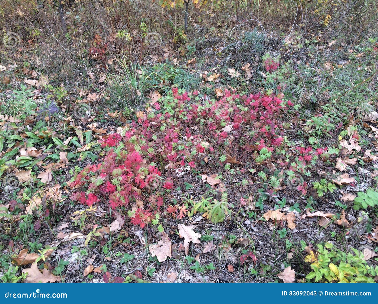 Autumn Red Leaves on Green Grass Stock Image - Image of colours, autumn ...