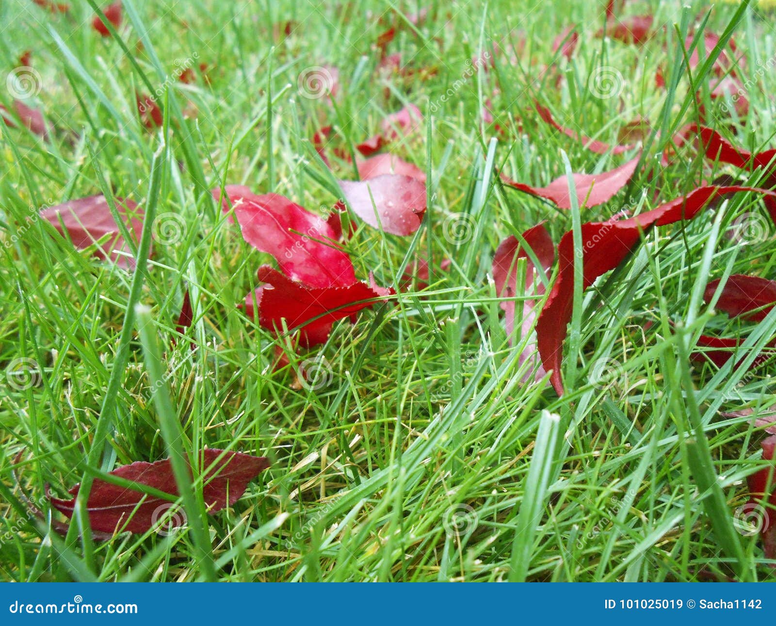 Autumn Red Leaves on Green Grass, Macro Closeup. Stock Image - Image of ...
