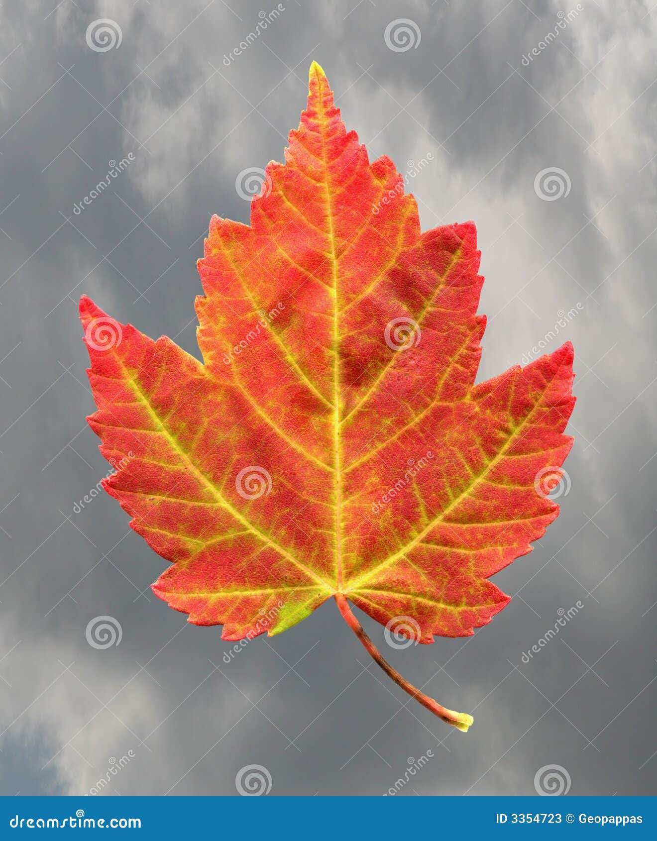 Autumn Red Maple Leaf stock image. Image of natural, macro - 3354723