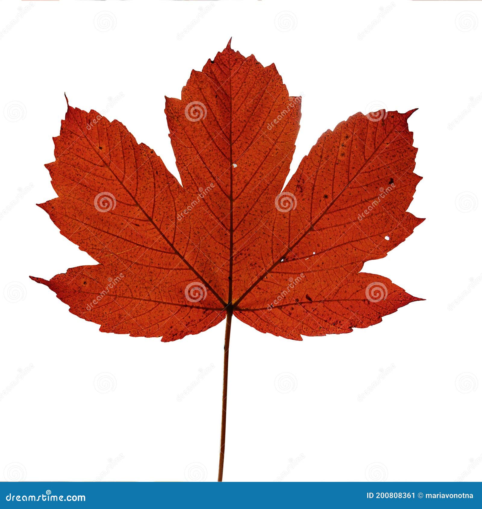 Autumn Red Maple Leaf Isolated on White Background Stock Image - Image ...
