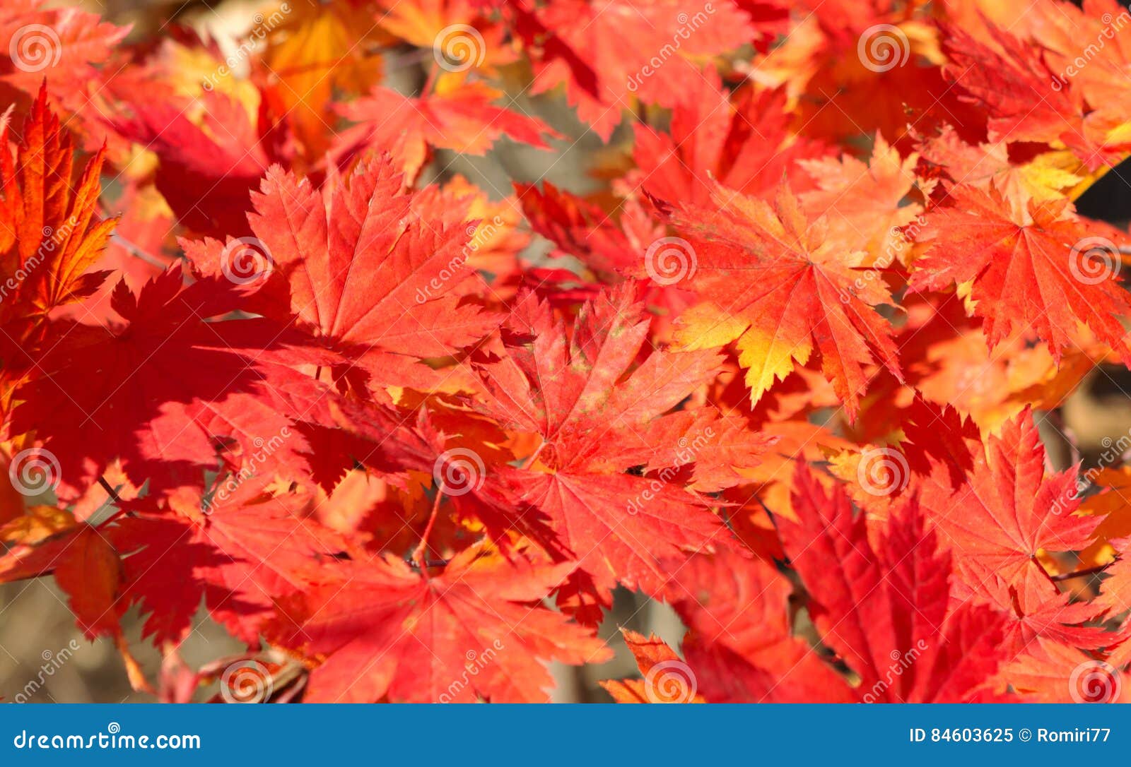 Autumn red maple stock image. Image of foliage, season - 84603625
