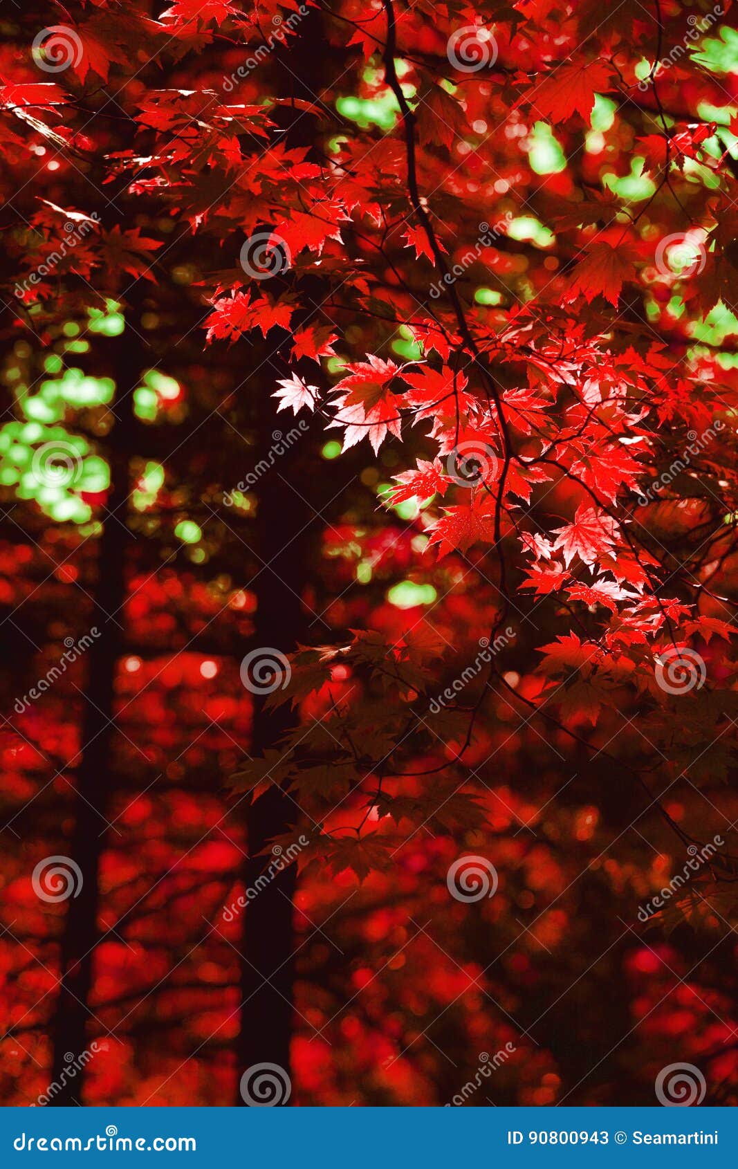 Autumn Red Maple Leaves Background Stock Image - Image of light ...
