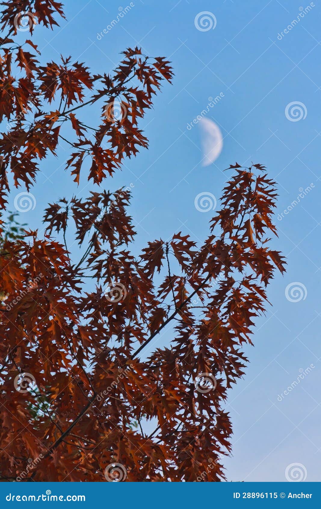 Autumn Red Maple Tree in Evening Stock Image - Image of environment ...