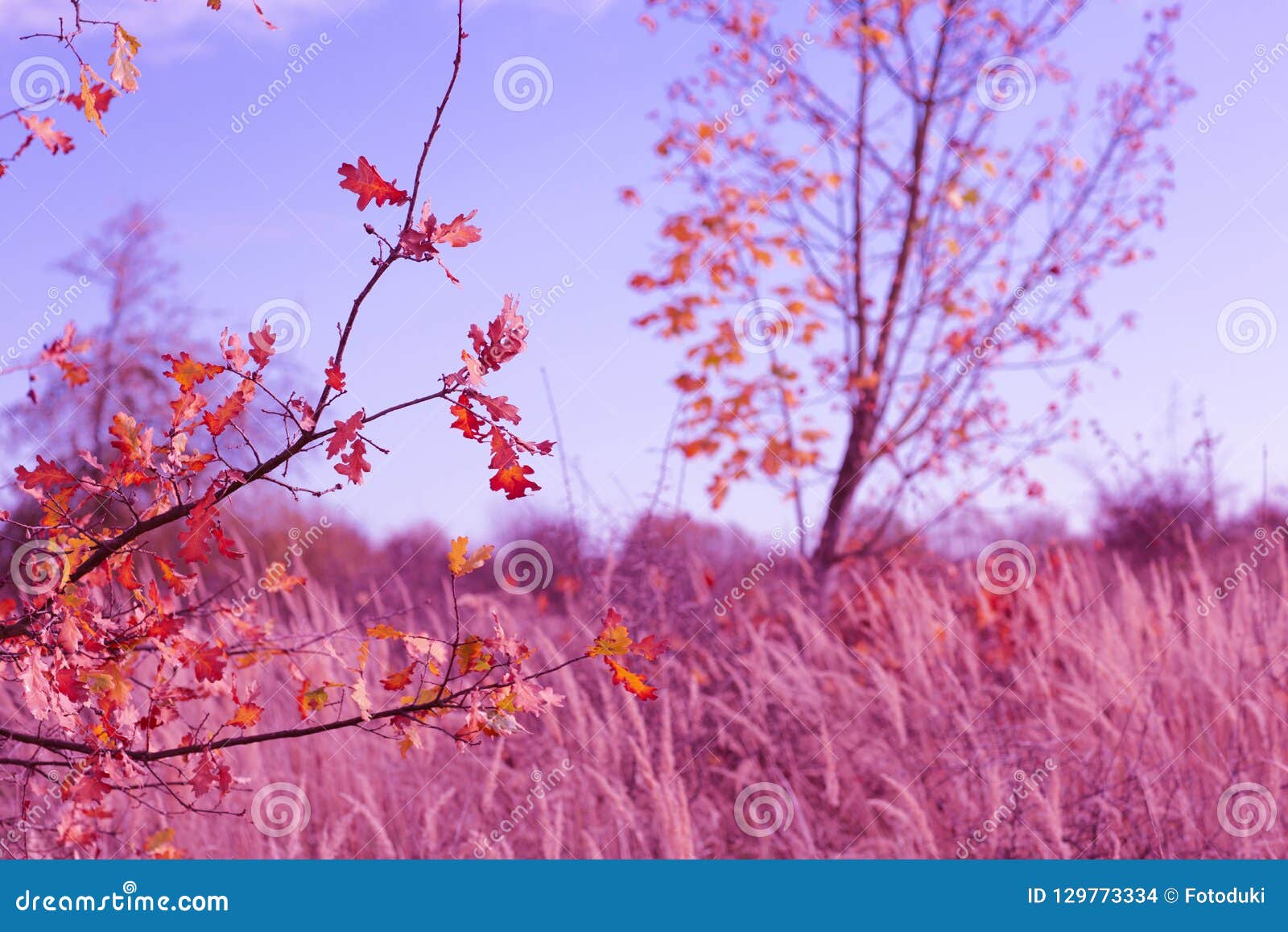 Autumn red nature scene stock photo. Image of design - 129773334