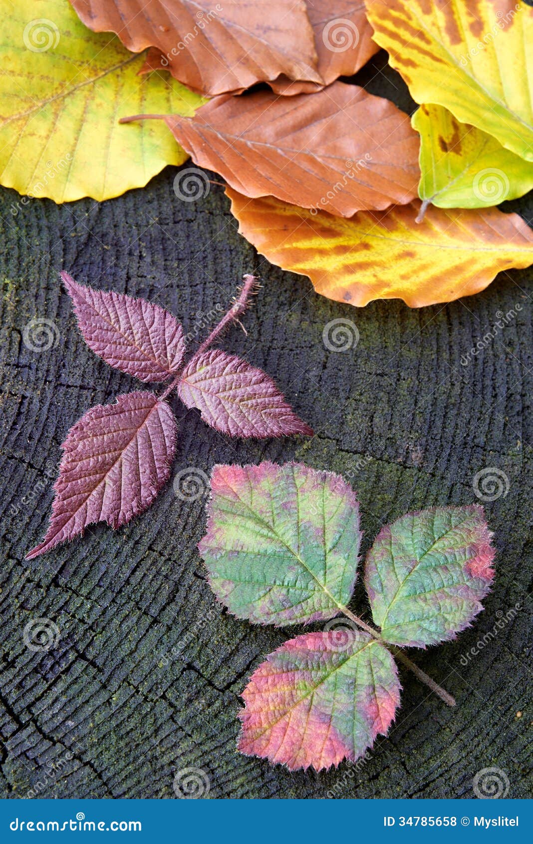 Autumn red raspberry leaf stock photo. Image of life - 34785658