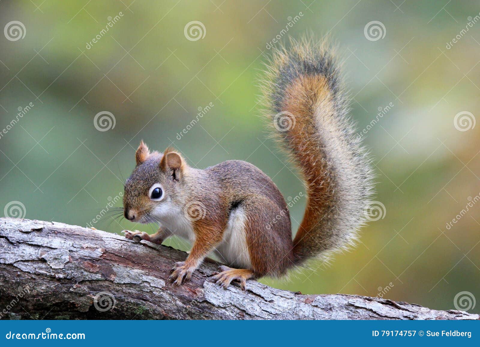 Autumn Red Squirrel stock image. Image of wild, rodent - 79174757
