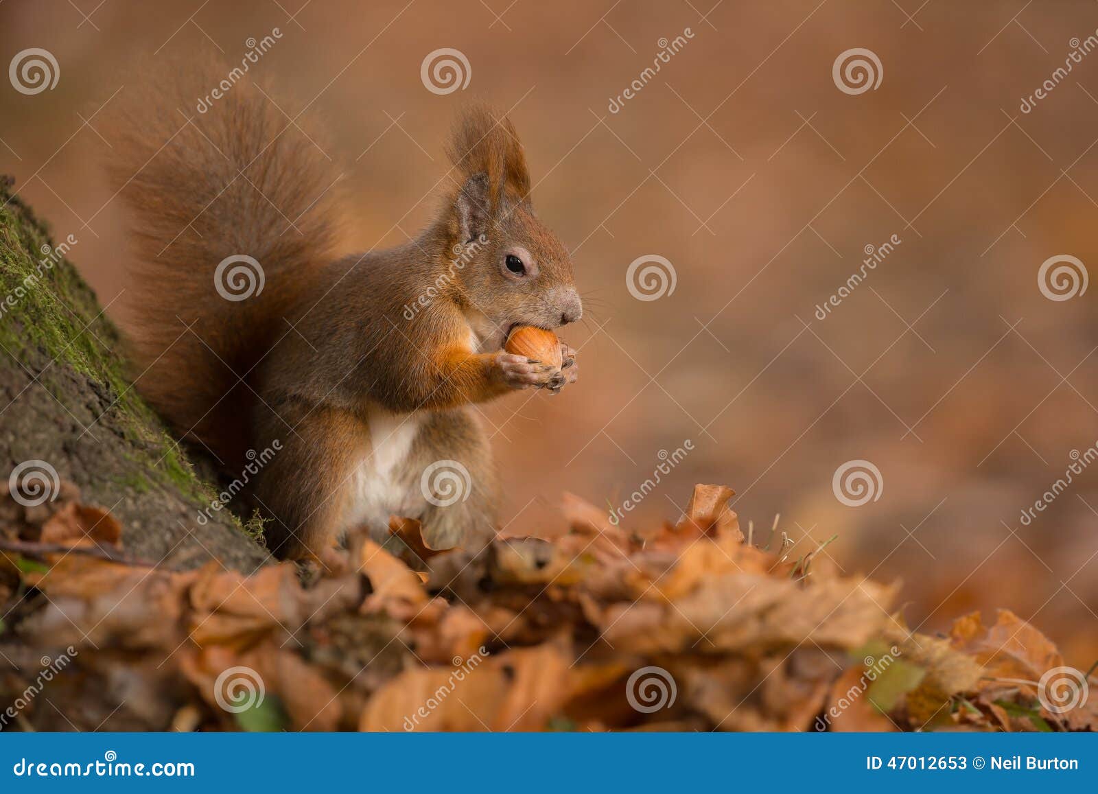 Autumn red squirrel stock image. Image of fall, curious - 47012653