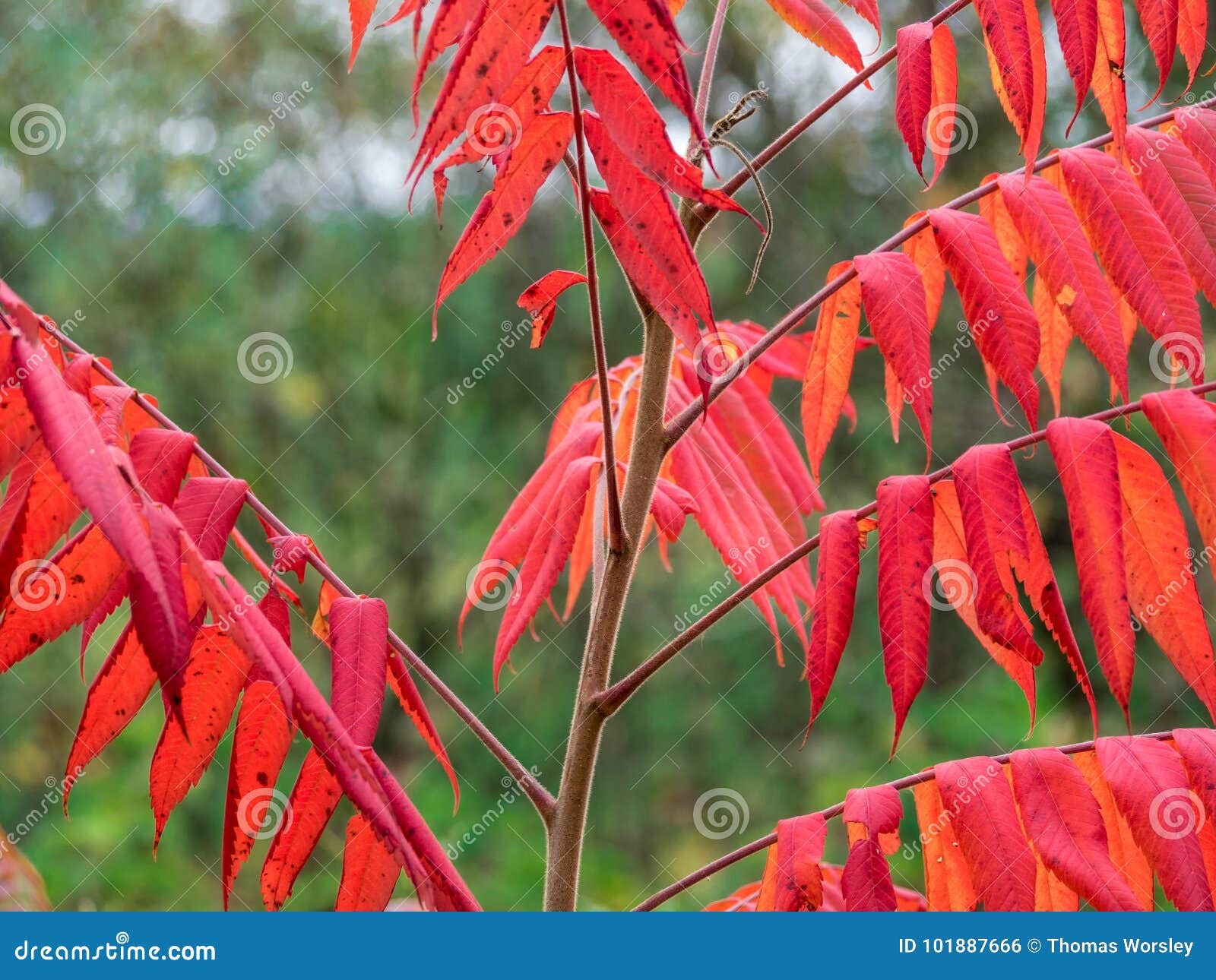 Autumn Red Sumac Tree in Fall Stock Photo - Image of flora, rowan ...
