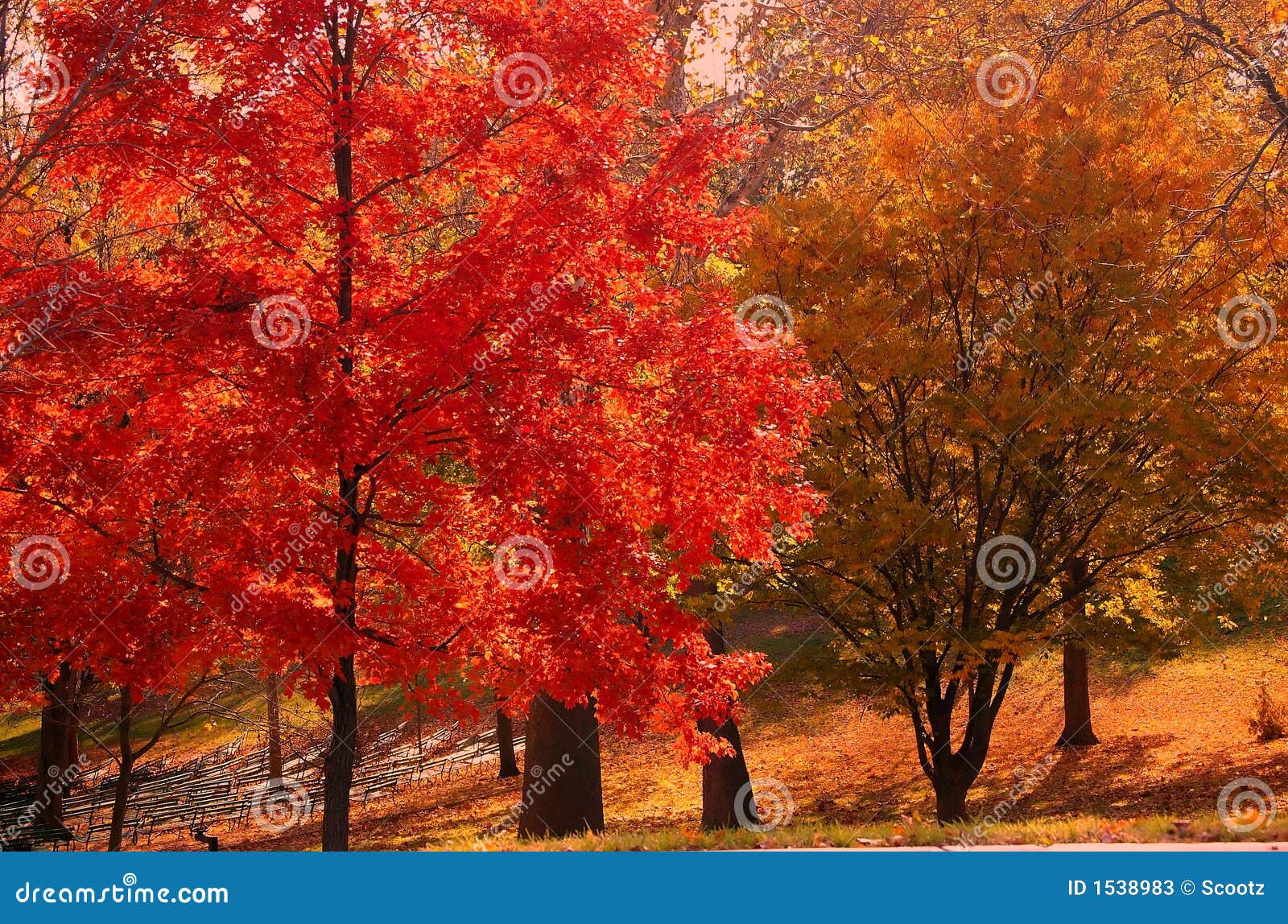 Autumn red tree stock image. Image of sunny, autumn, bright - 1538983