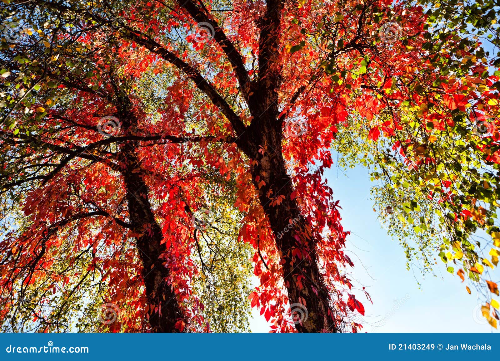 Autumn red tree stock image. Image of colorful, branches - 21403249