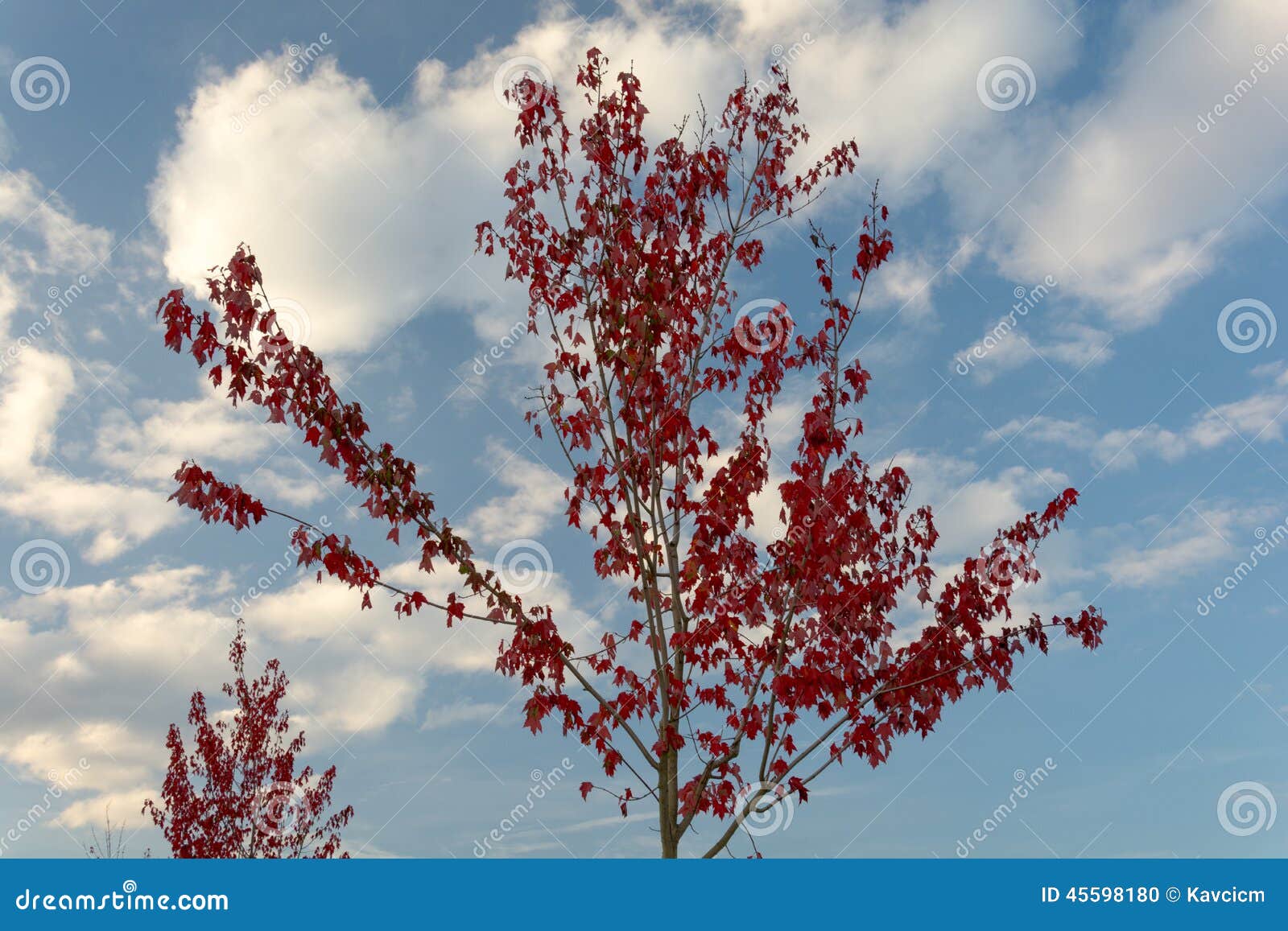 Autumn Red Tree and Blue Cloudy Sky Stock Photo - Image of background ...
