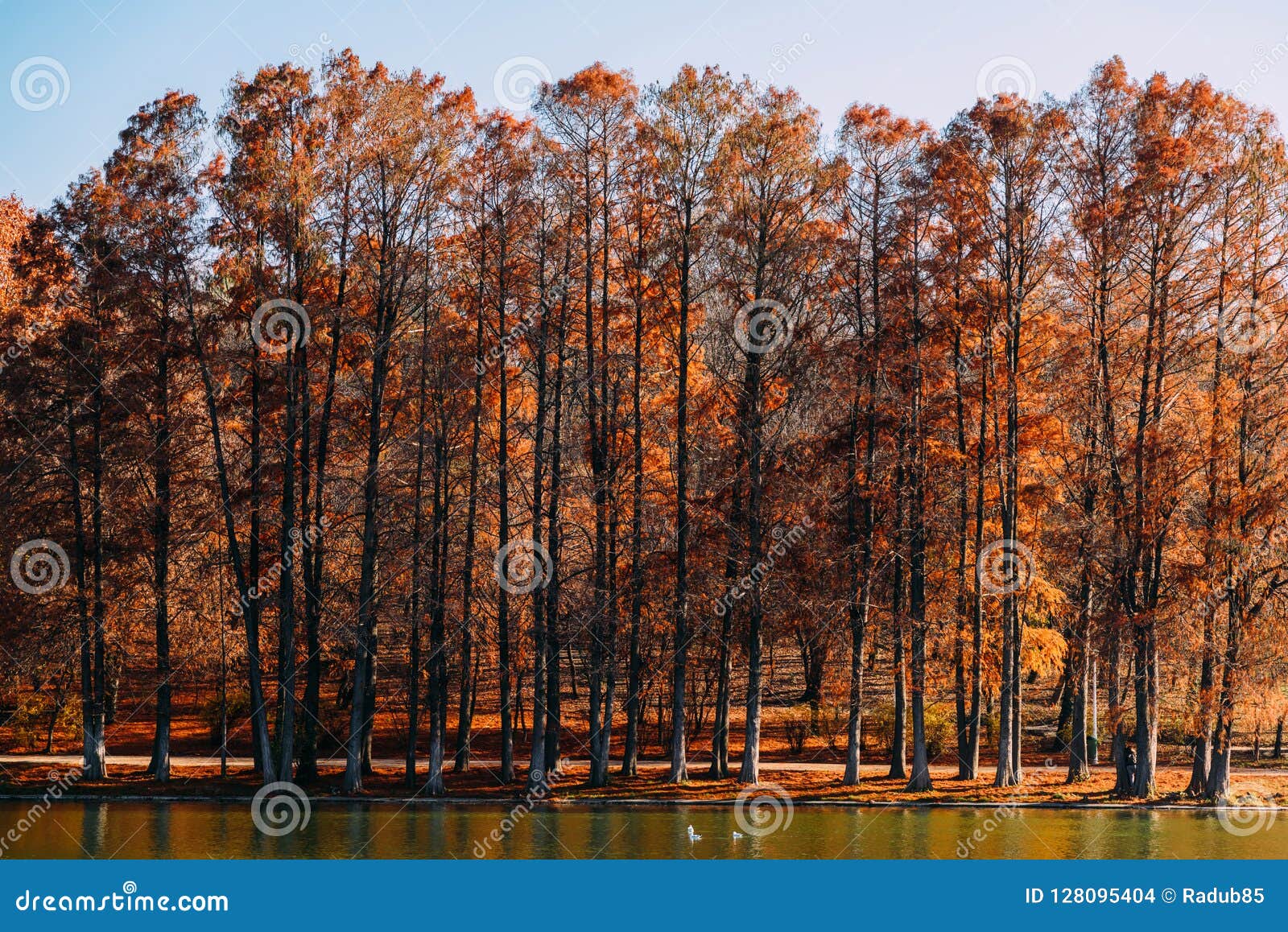 Autumn Red Trees Forest in Fall Stock Photo - Image of light, beautiful ...
