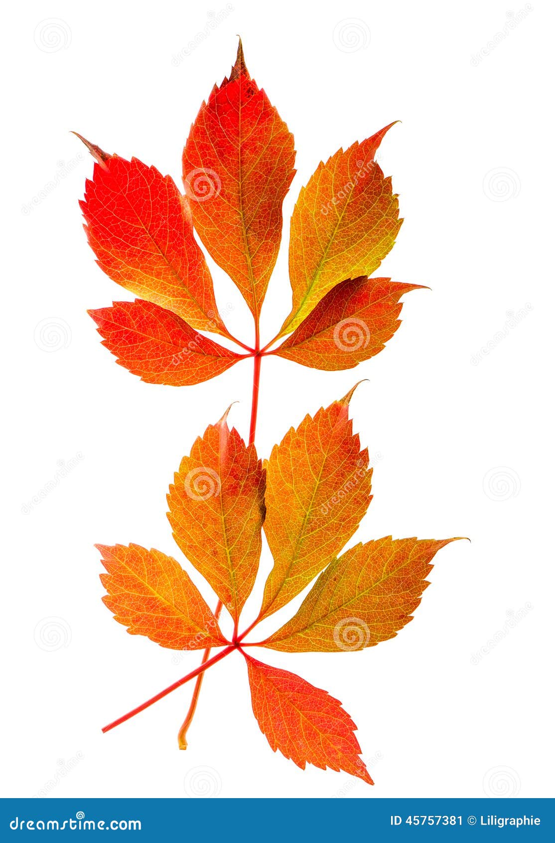 Autumn Red and Yellow Leaves Isolated on White Background Stock Image ...