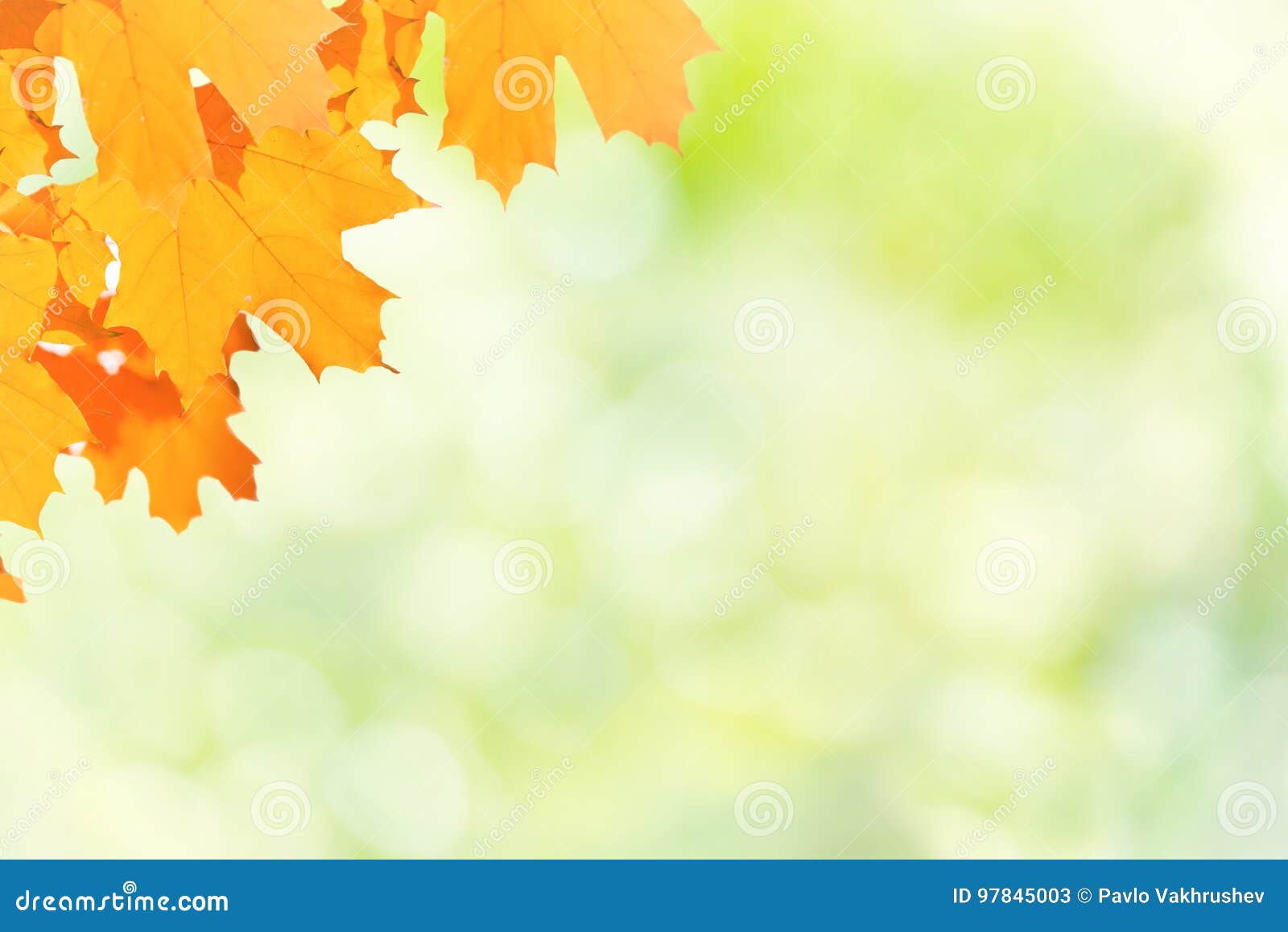Autumn Red and Yellow Maple Leaves Stock Image - Image of leaves ...