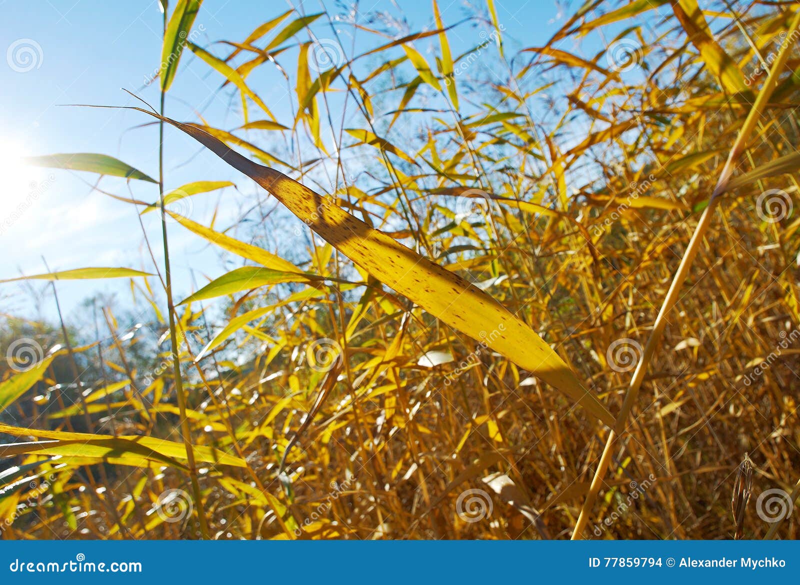 Autumn Reed in Bright Light. Stock Photo - Image of sunlight ...