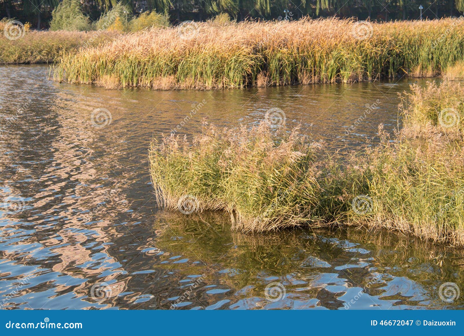 Autumn reed stock image. Image of outdoor, fall, pond - 46672047