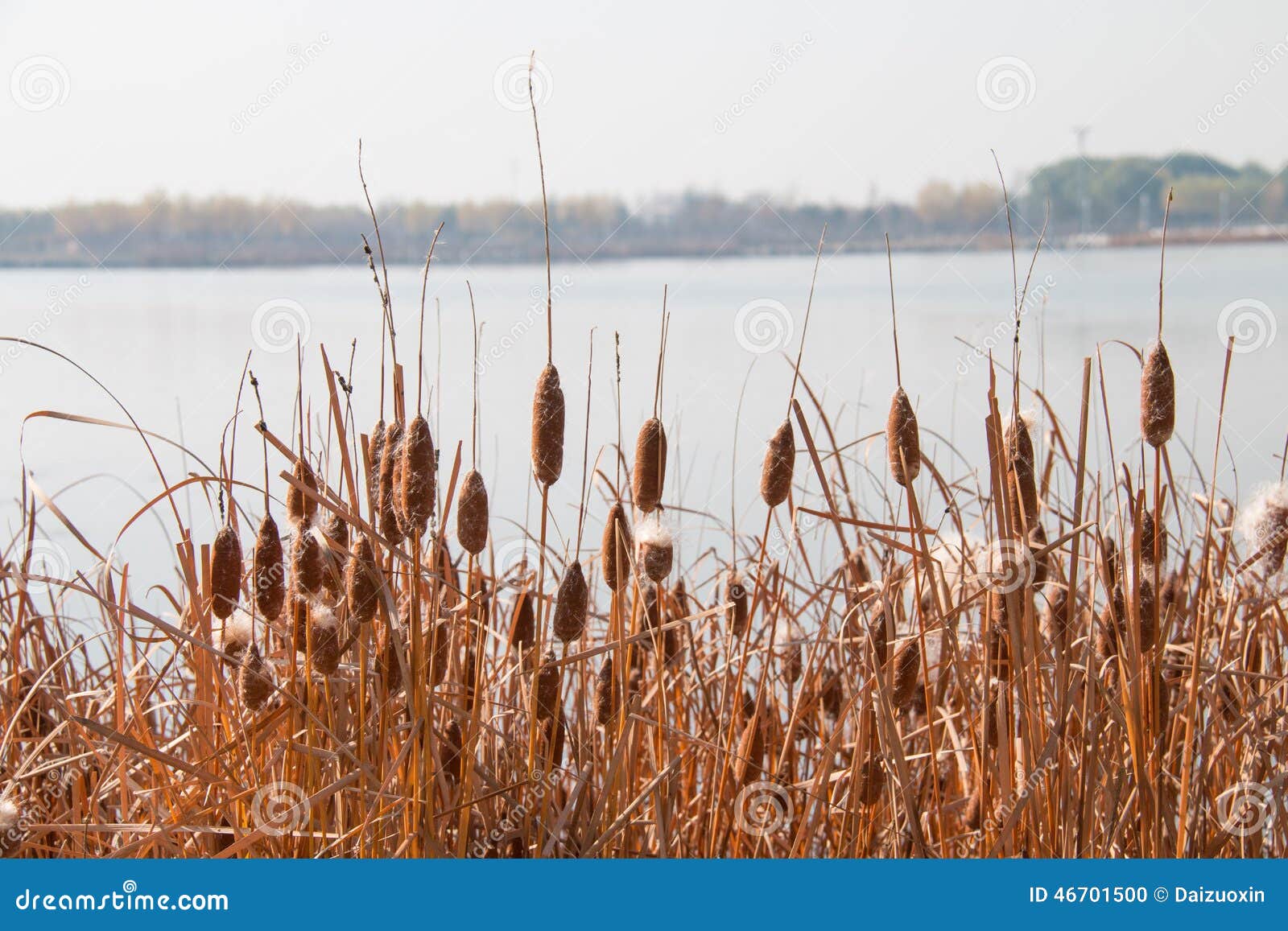 Autumn reed stock photo. Image of pond, scene, environment - 46701500