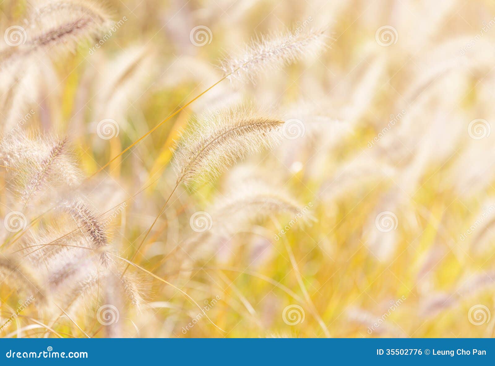 Autumn reed under sunlight stock photo. Image of idyllic - 35502776