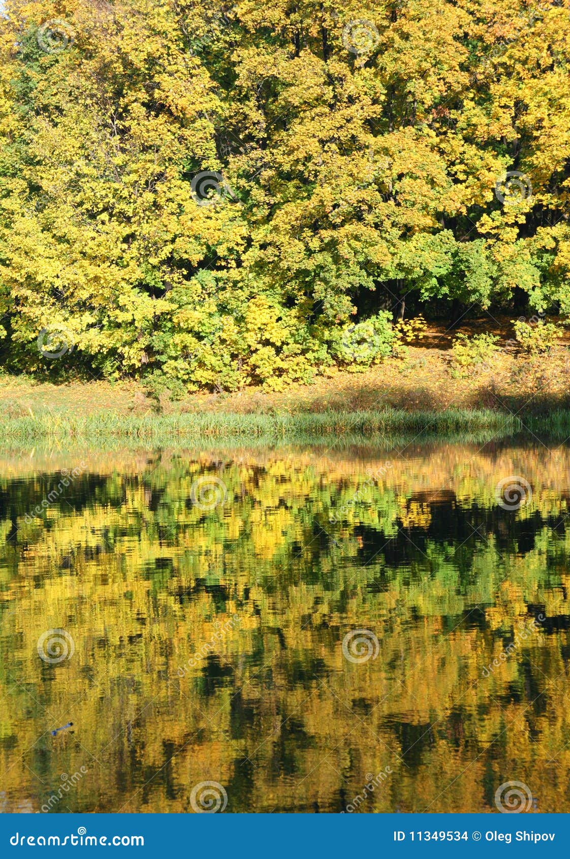 Autumn reflection stock photo. Image of reflection, horizontal - 11349534