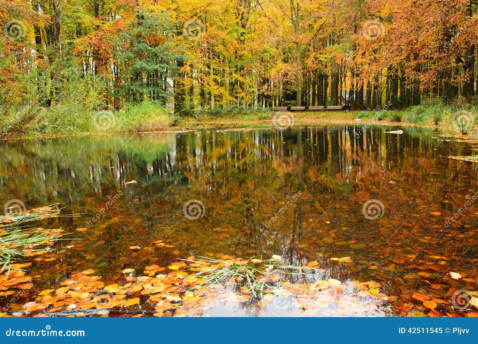 Autumn reflection stock image. Image of yellow, tree - 42511545