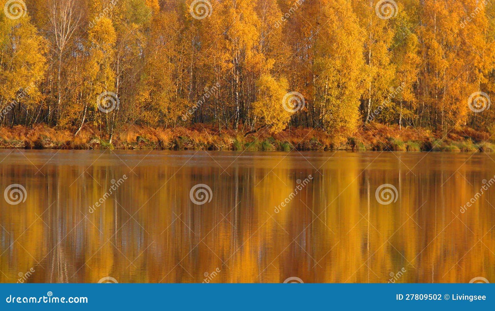 Autumn - Reflection of the Trees in the Water Stock Photo - Image of ...